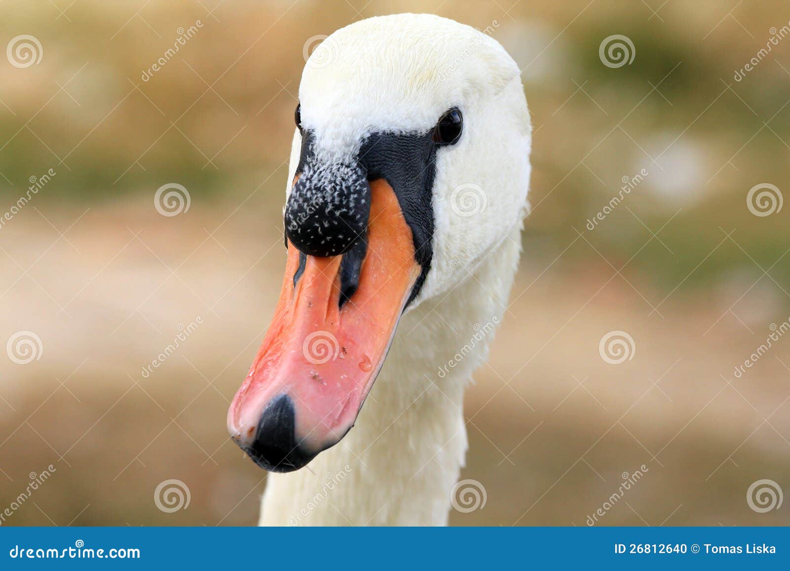 Head of swan stock photo. Image of river, bird, summer - 26812640