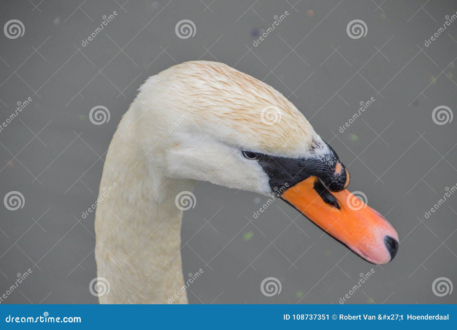 Head of a swan stock image. Image of water, beautiful - 108737351