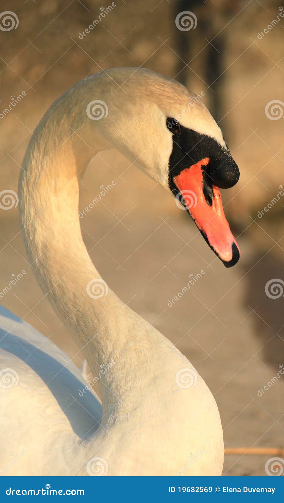 Head of a swan by sunset stock image. Image of portrait - 19682569