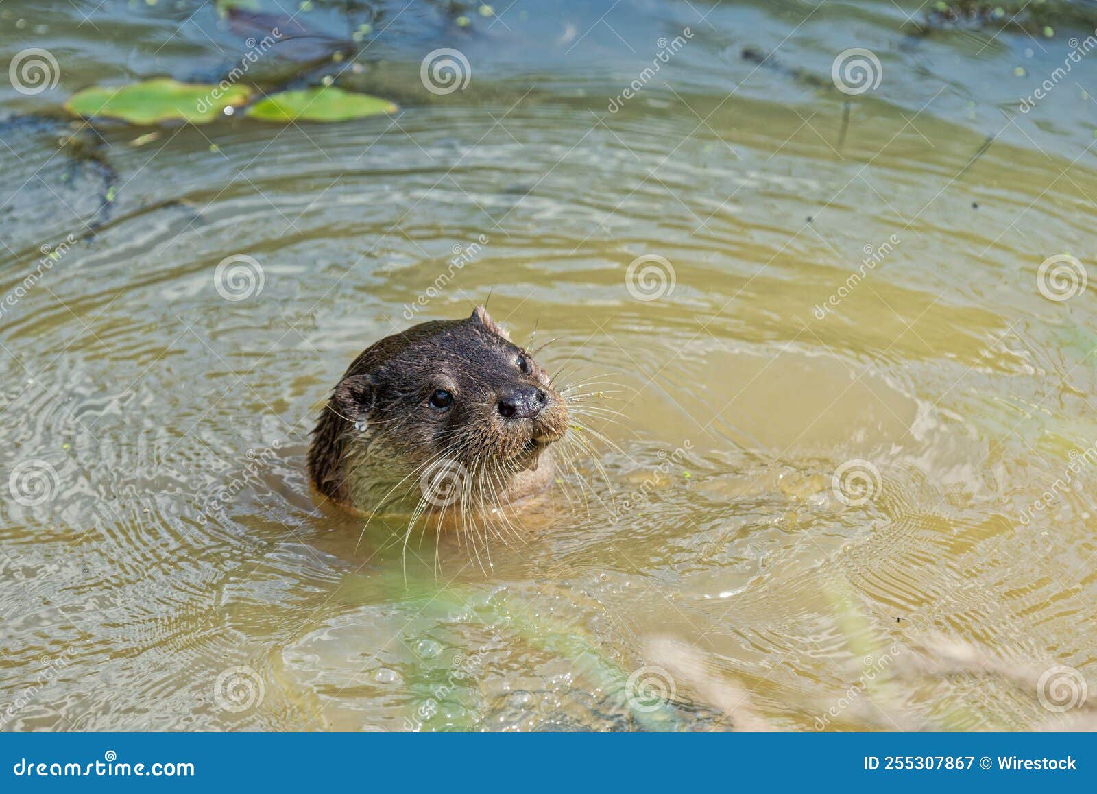 Head of Swimming Lutra , Also Known As Eurasian Otter Stock Image ...