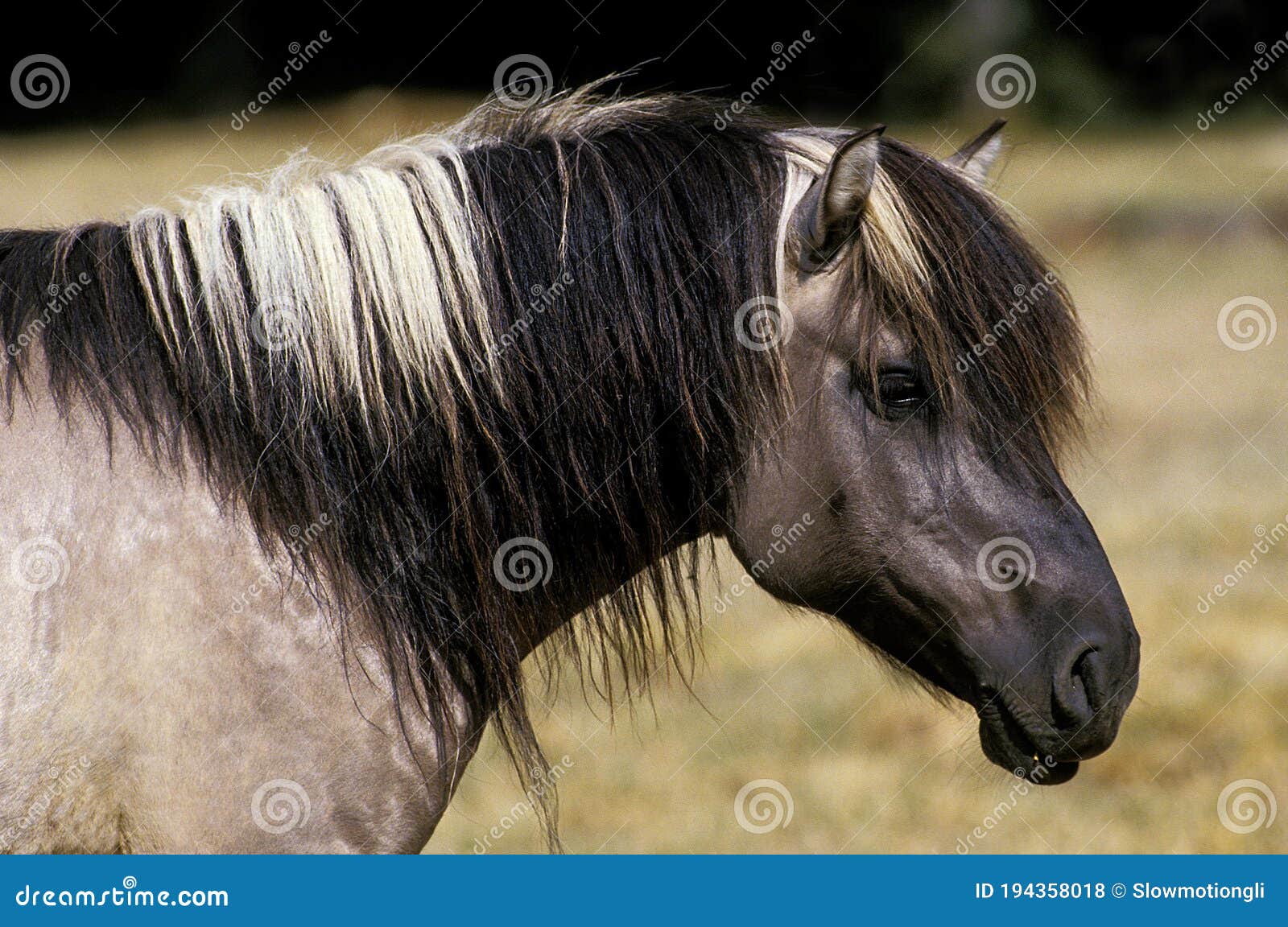 The Tarpan Horse Stock Photo | CartoonDealer.com #131014596