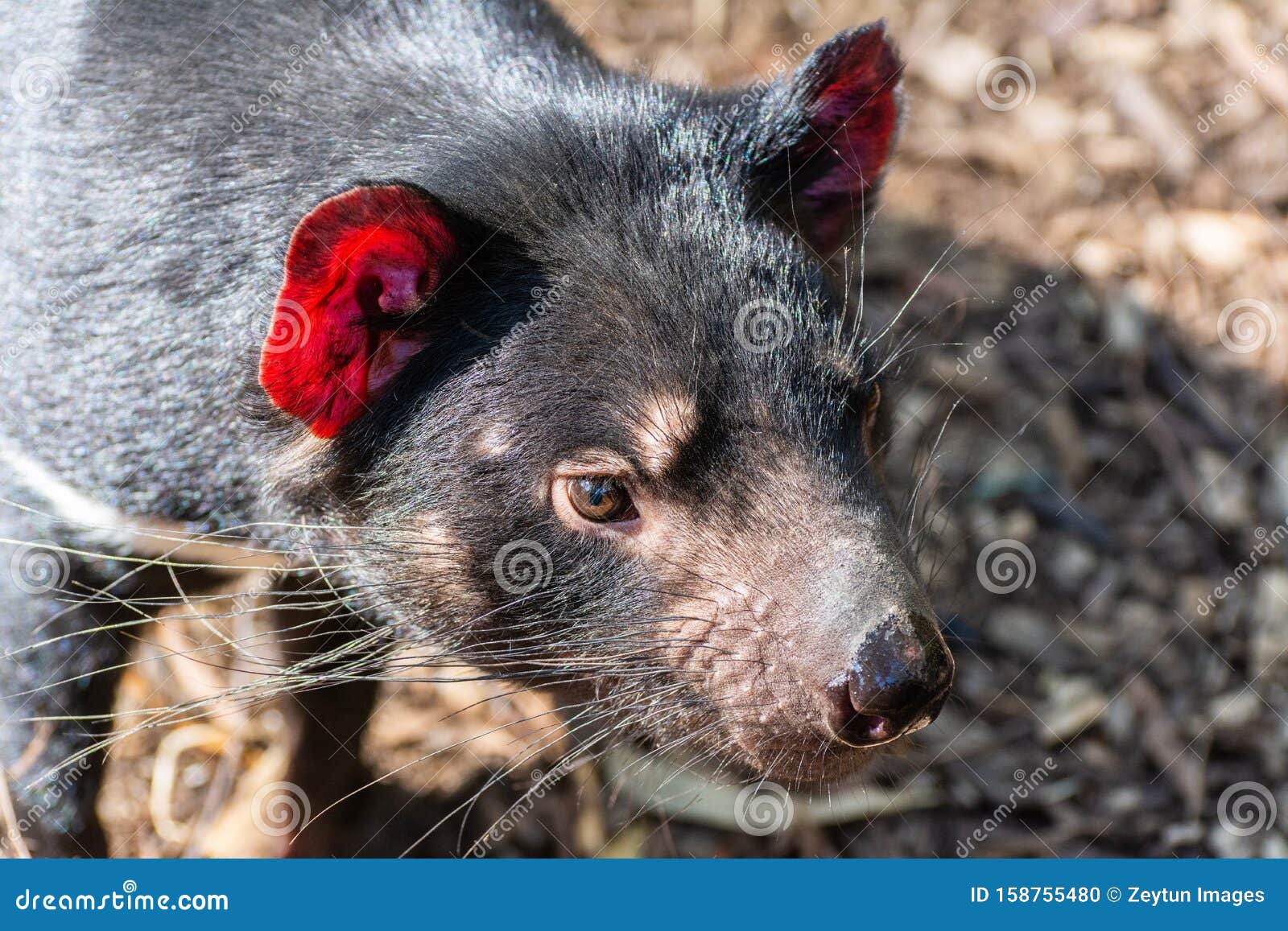Tasmanian Devil Sarcophilus Harrisii Stock Photo - Image of mammal ...