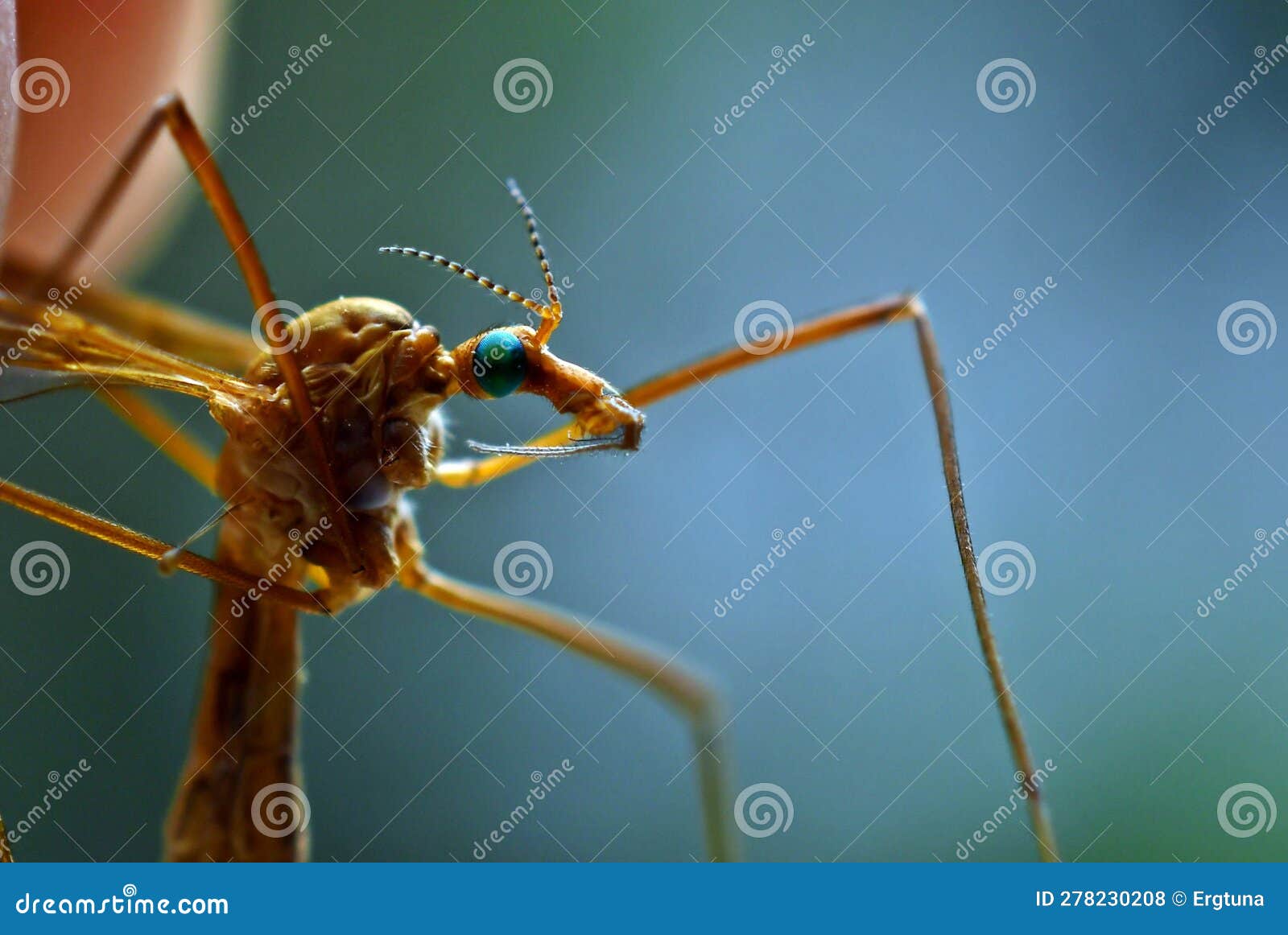 The Head and Thorax of a Crane Fly Stock Photo - Image of flower ...