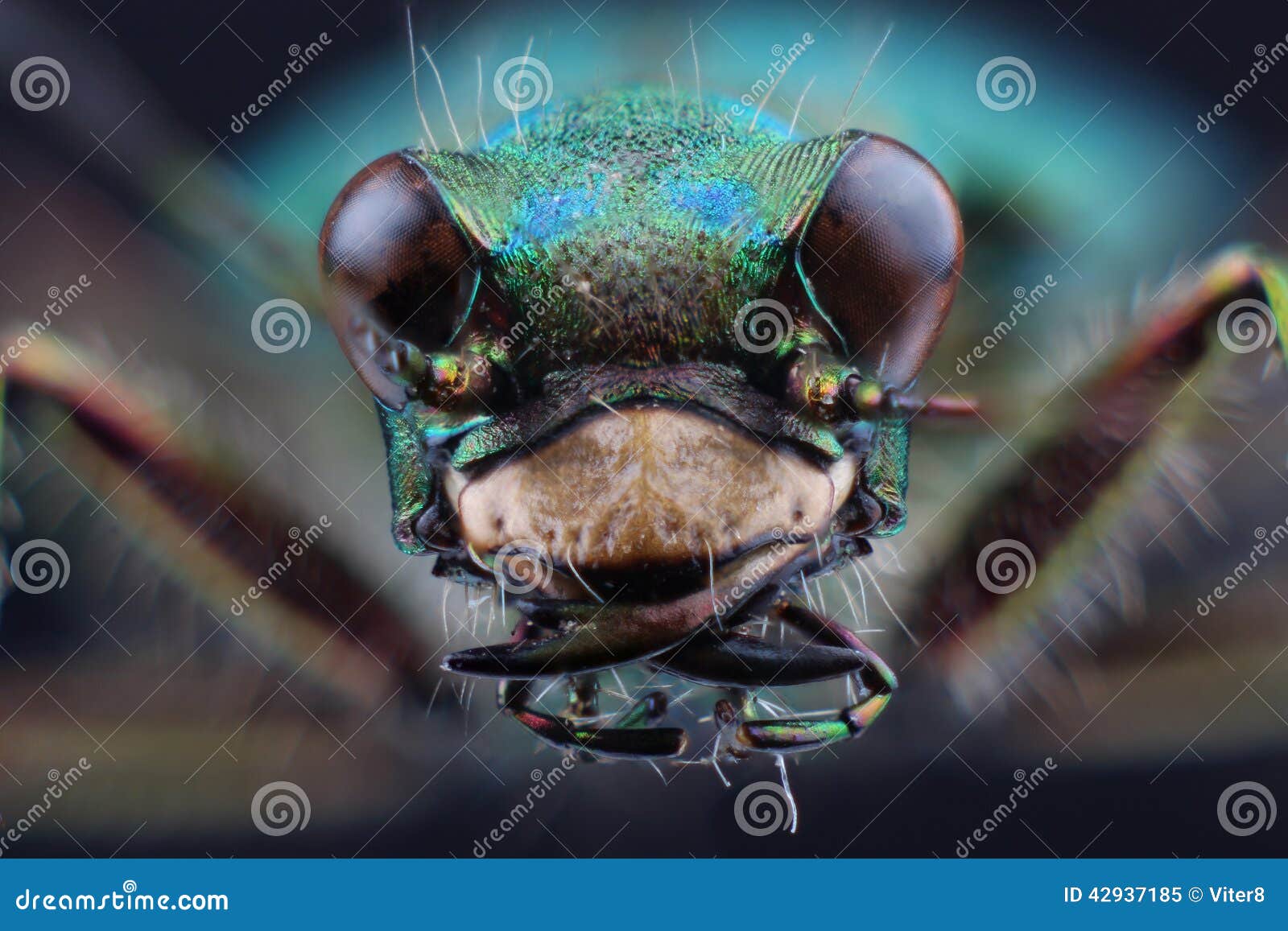 Head of Tiger Beetle (Cicindella Campestris) Stock Image - Image of ...