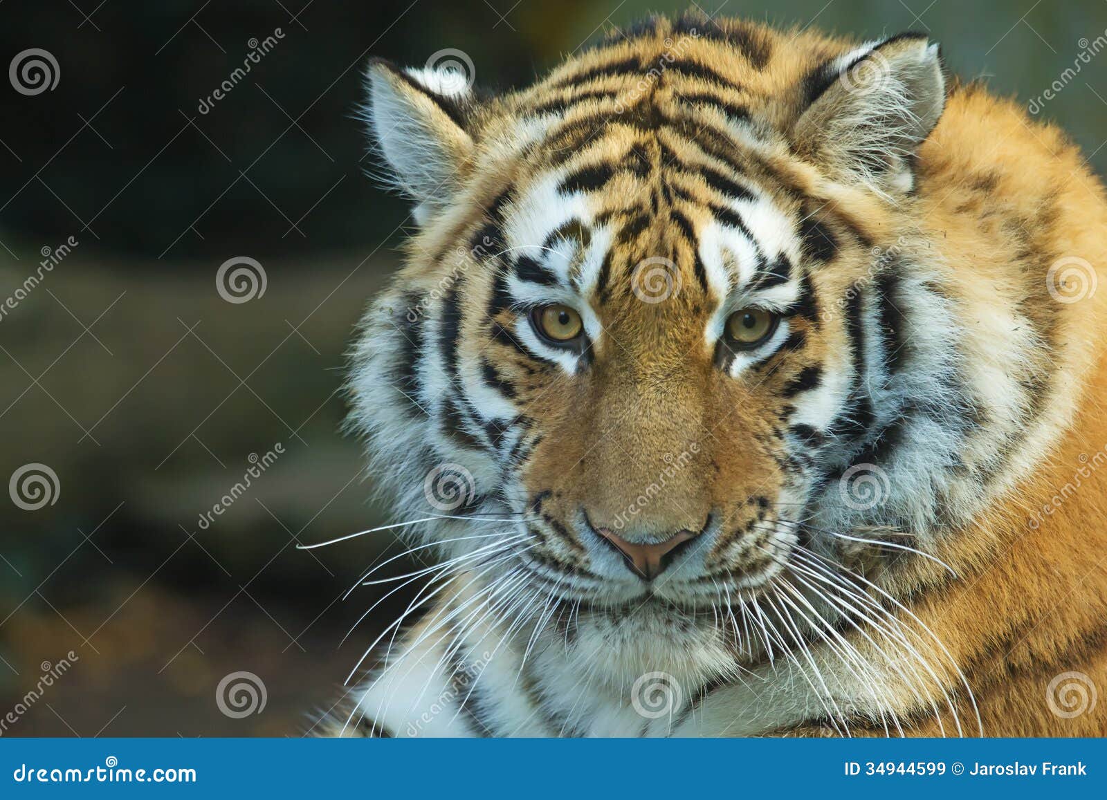 Head of a Tiger stock image. Image of jungle, strength - 34944599