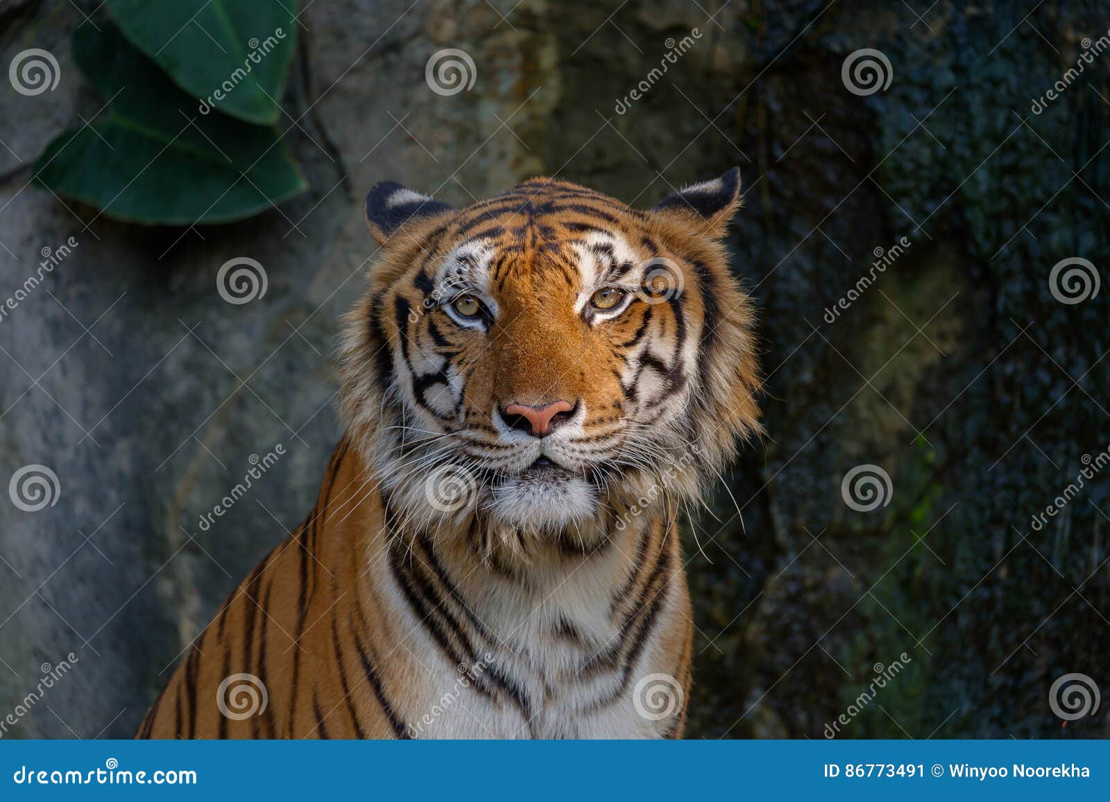 Head of tiger. stock image. Image of jungle, feline, color - 86773491