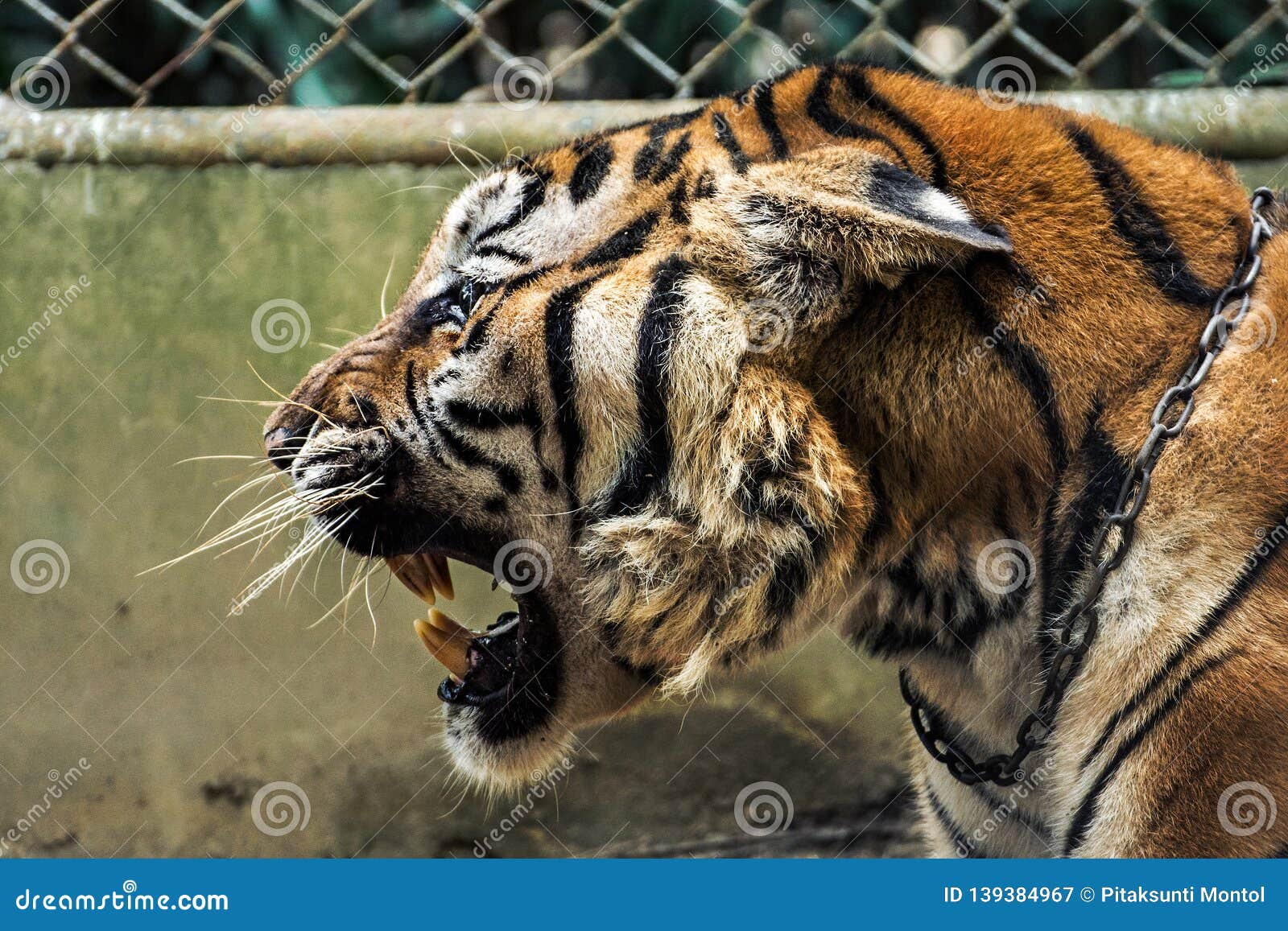 The Head of the Tiger is Roaring Stock Image - Image of beast, face ...