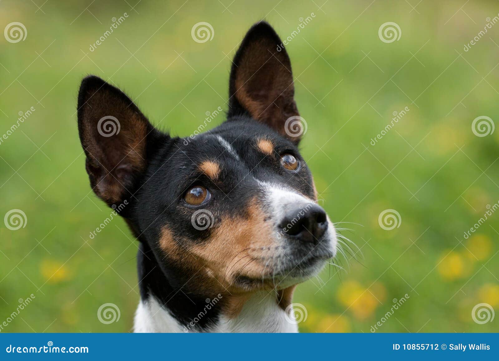Head of a tri-color dog stock photo. Image of canine - 10855712