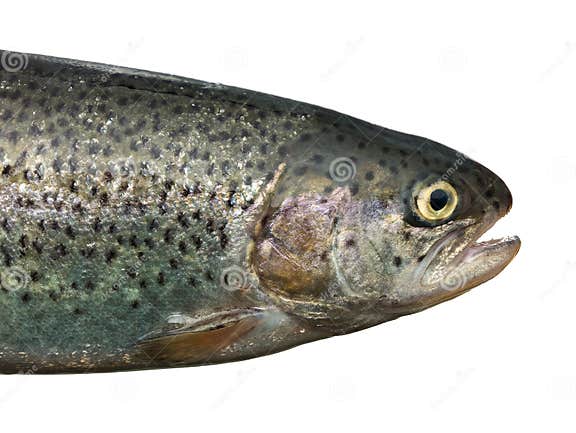 Head of trout stock image. Image of scales, gills, white - 13009499