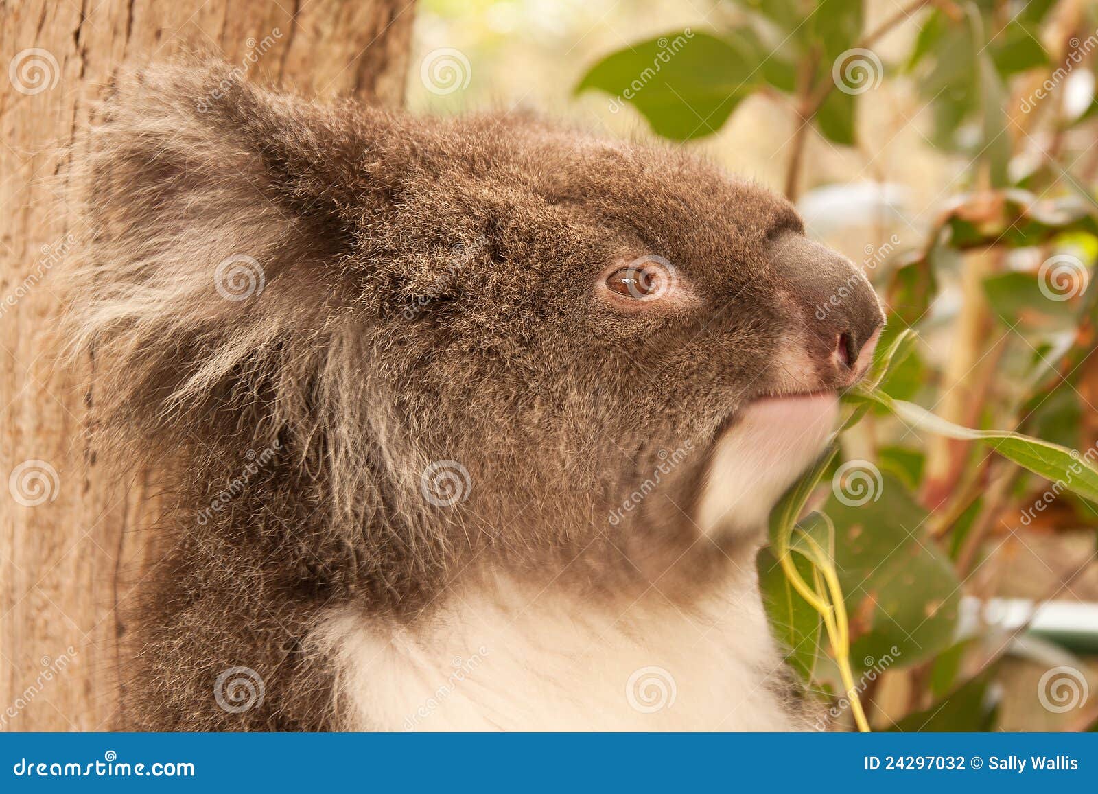 Truculent Stock Photos - Download 126 Royalty Free Photos