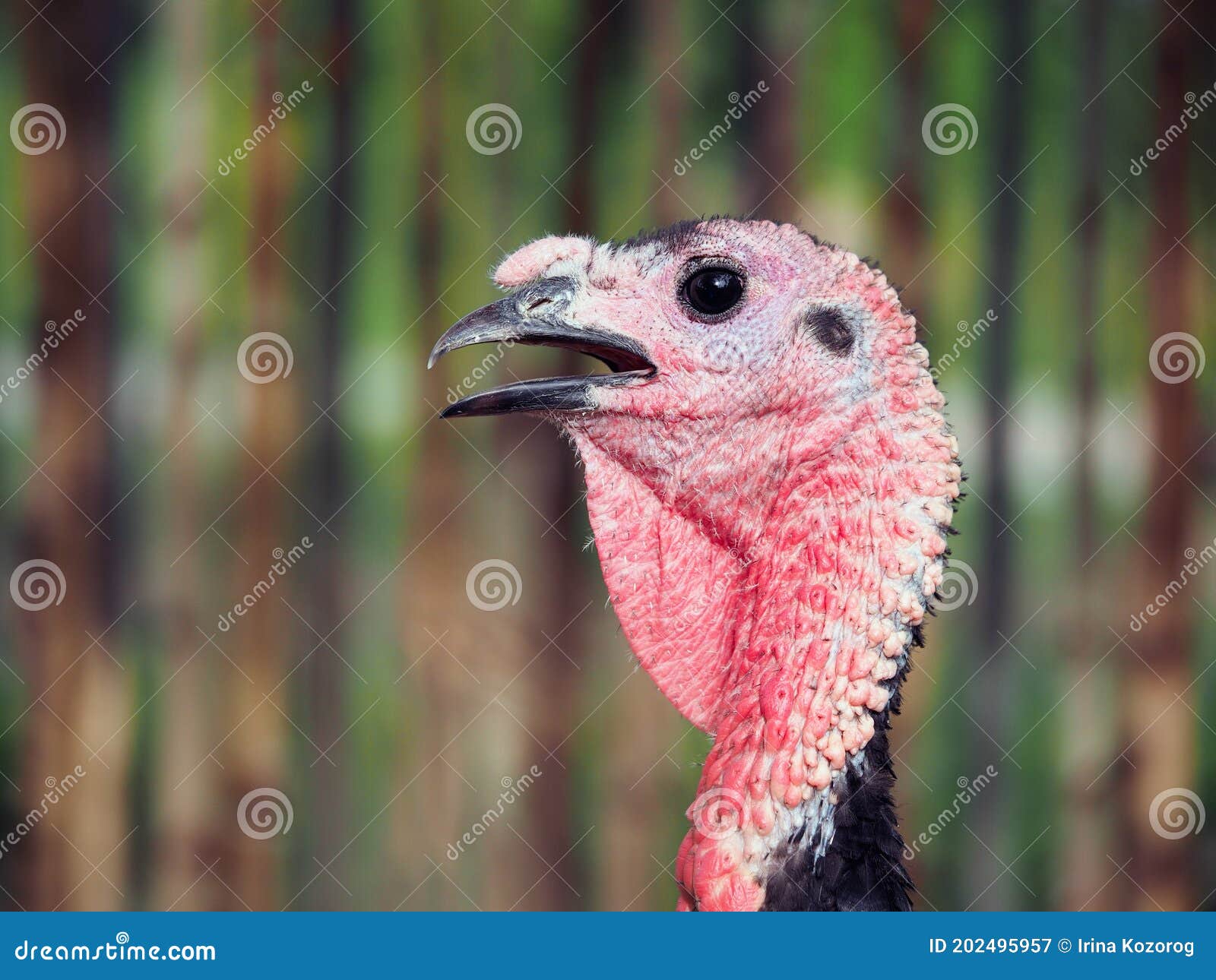 The Head of a Turkey. Beautiful, Scary Bird Stock Image - Image of ...