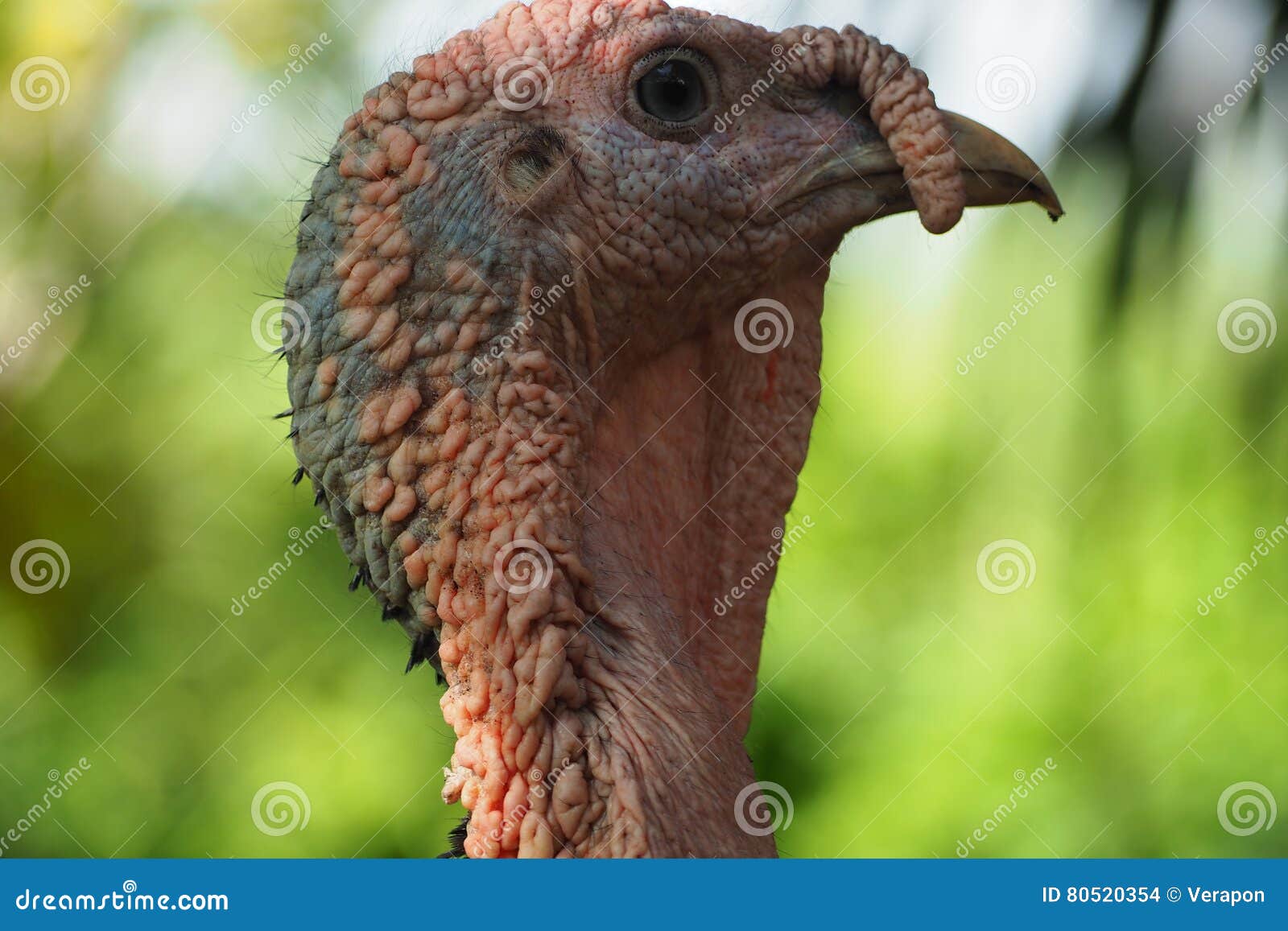 Head turkey close up stock photo. Image of game, gallopavo - 80520354