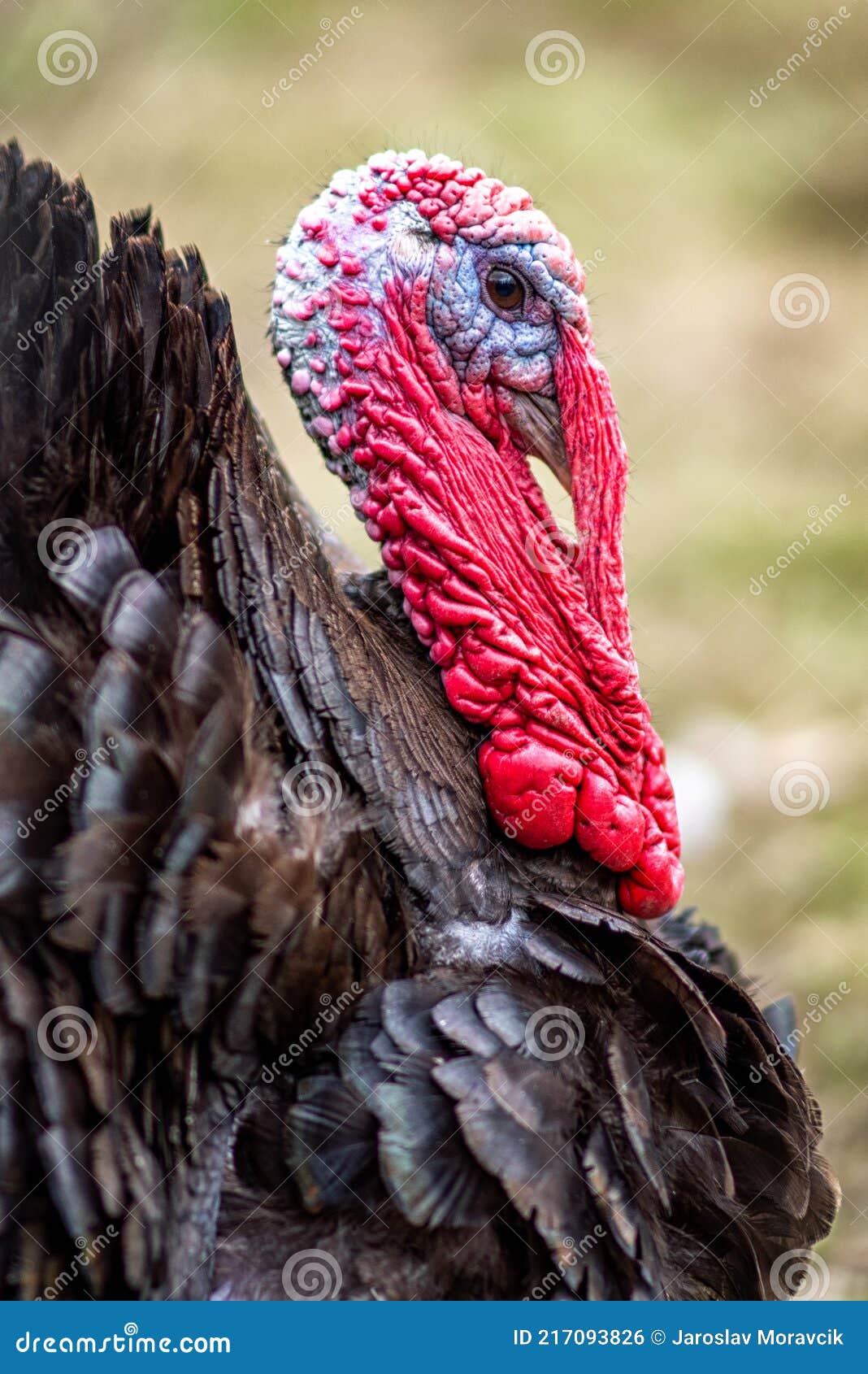 Head of turkey stock photo. Image of wattle, beak, male - 217093826
