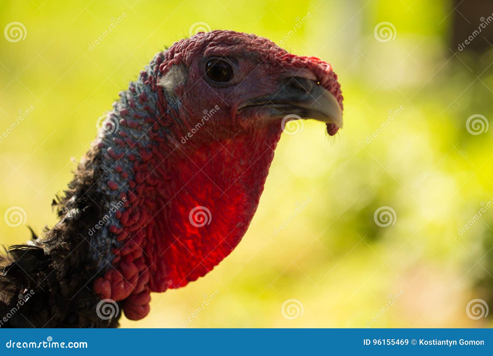 The head of turkey stock image. Image of texture, nature - 96155469