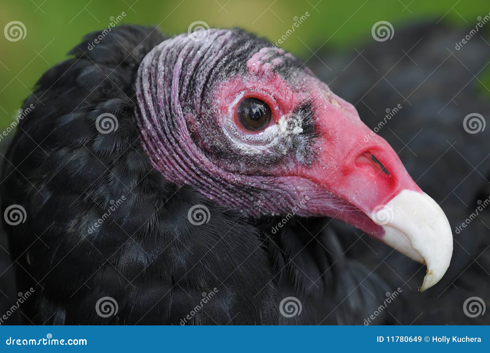 Head of Turkey Vulture stock image. Image of creature - 11780649