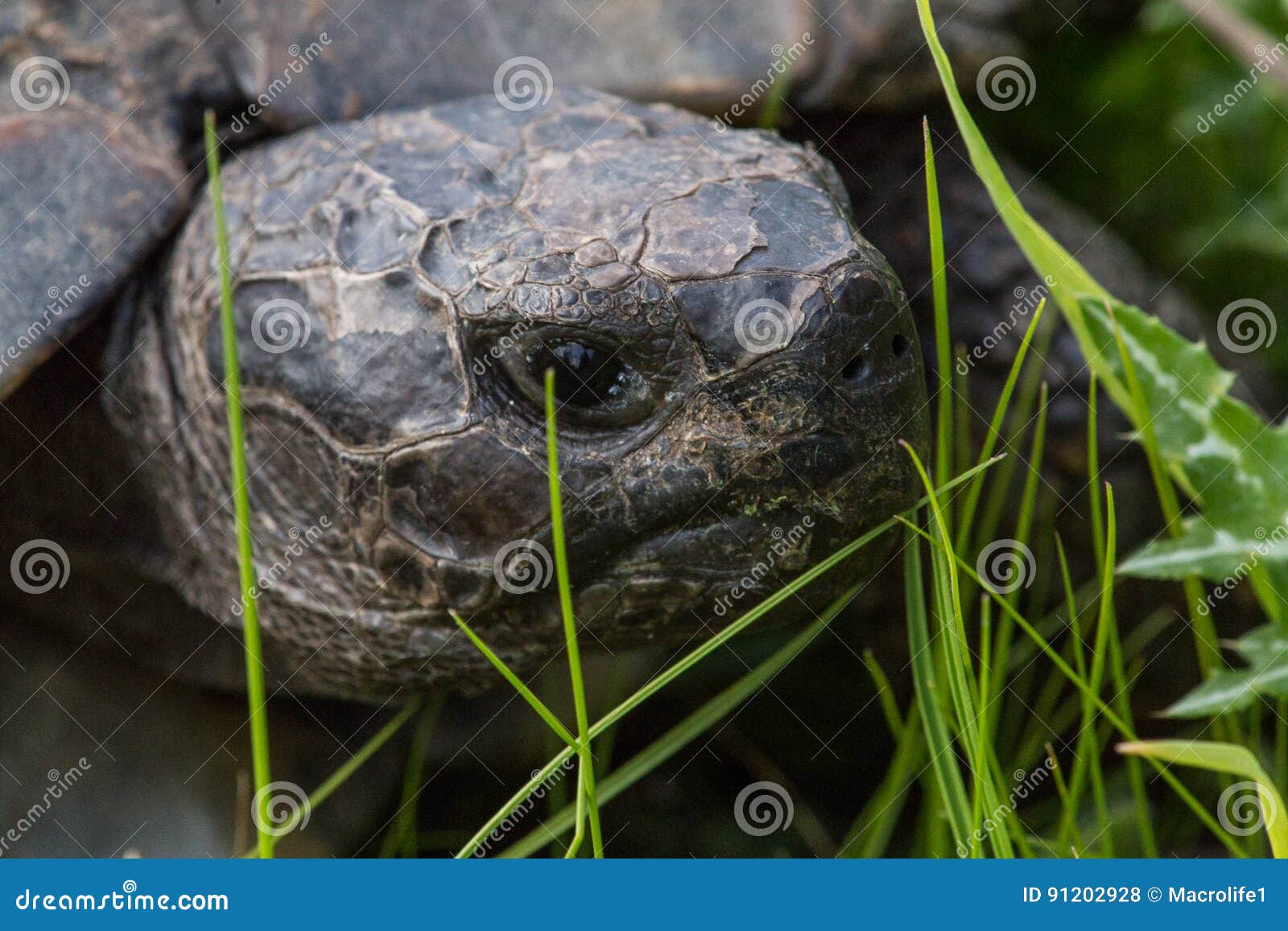 The head of turtle stock photo. Image of microscope, fragility - 91202928