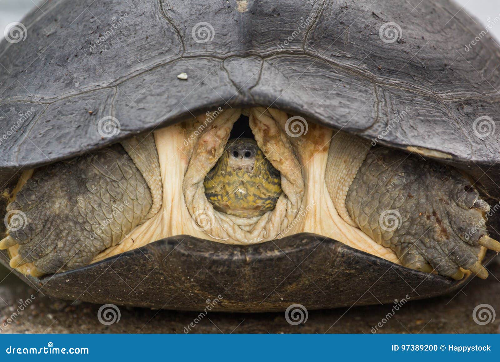 Head Turtle inside shell stock photo. Image of hiding - 97389200