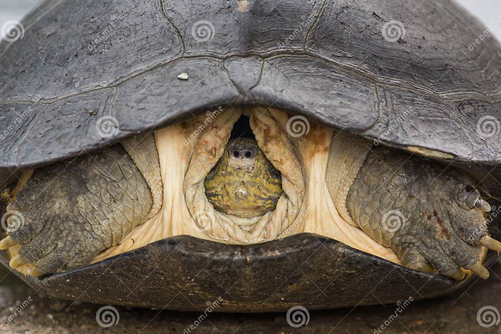 Head Turtle inside shell stock photo. Image of hiding - 97389200