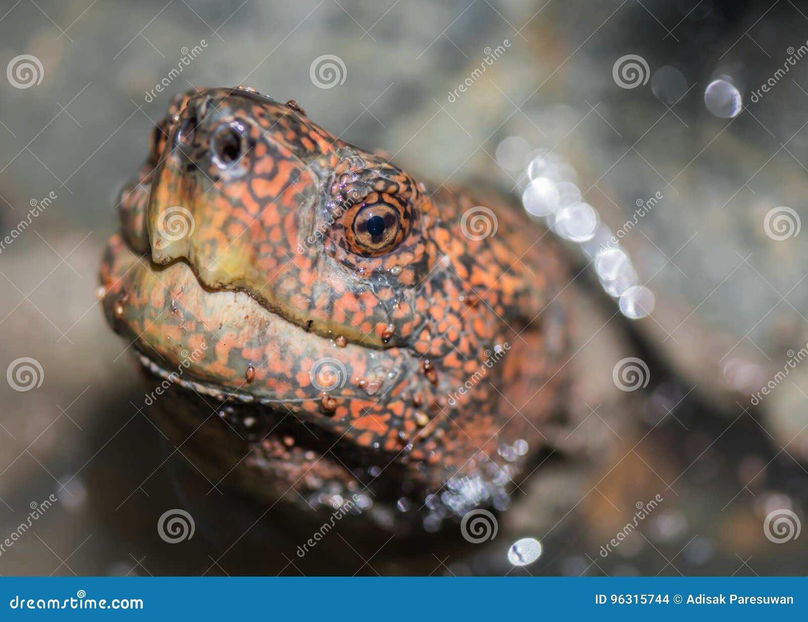 Head turtles stock photo. Image of bones, oldest, closeup - 96315744