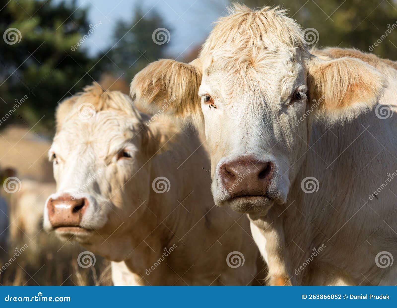 Head of Two Cows, in Latin Bos Primigenius Taurus Stock Photo - Image ...