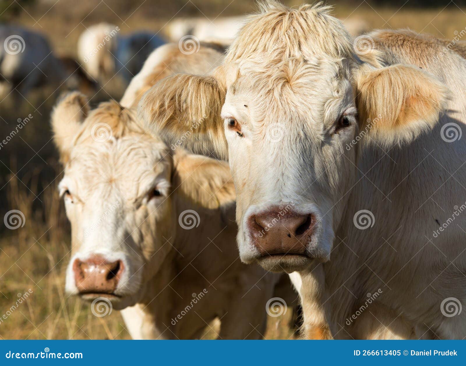 Head of Two Cows, in Latin Bos Primigenius Taurus Stock Image - Image ...
