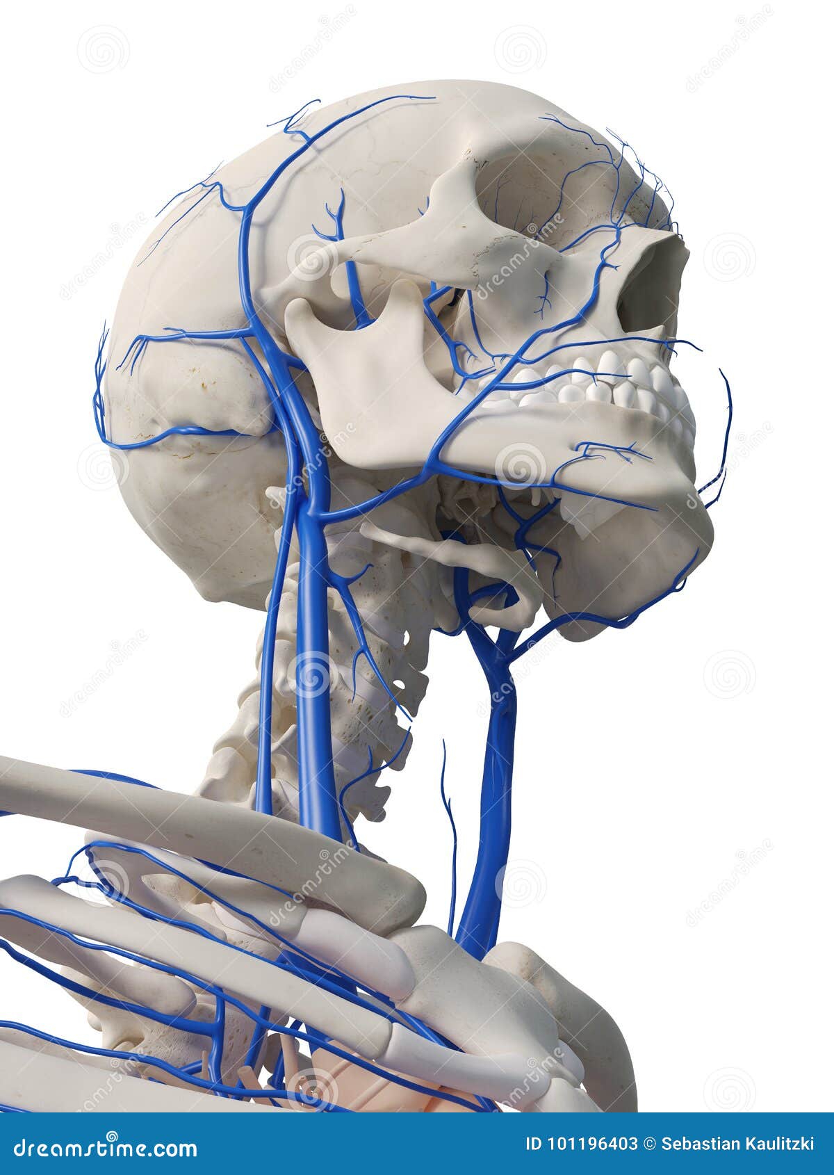 The head veins stock illustration. Illustration of graphic - 101196403