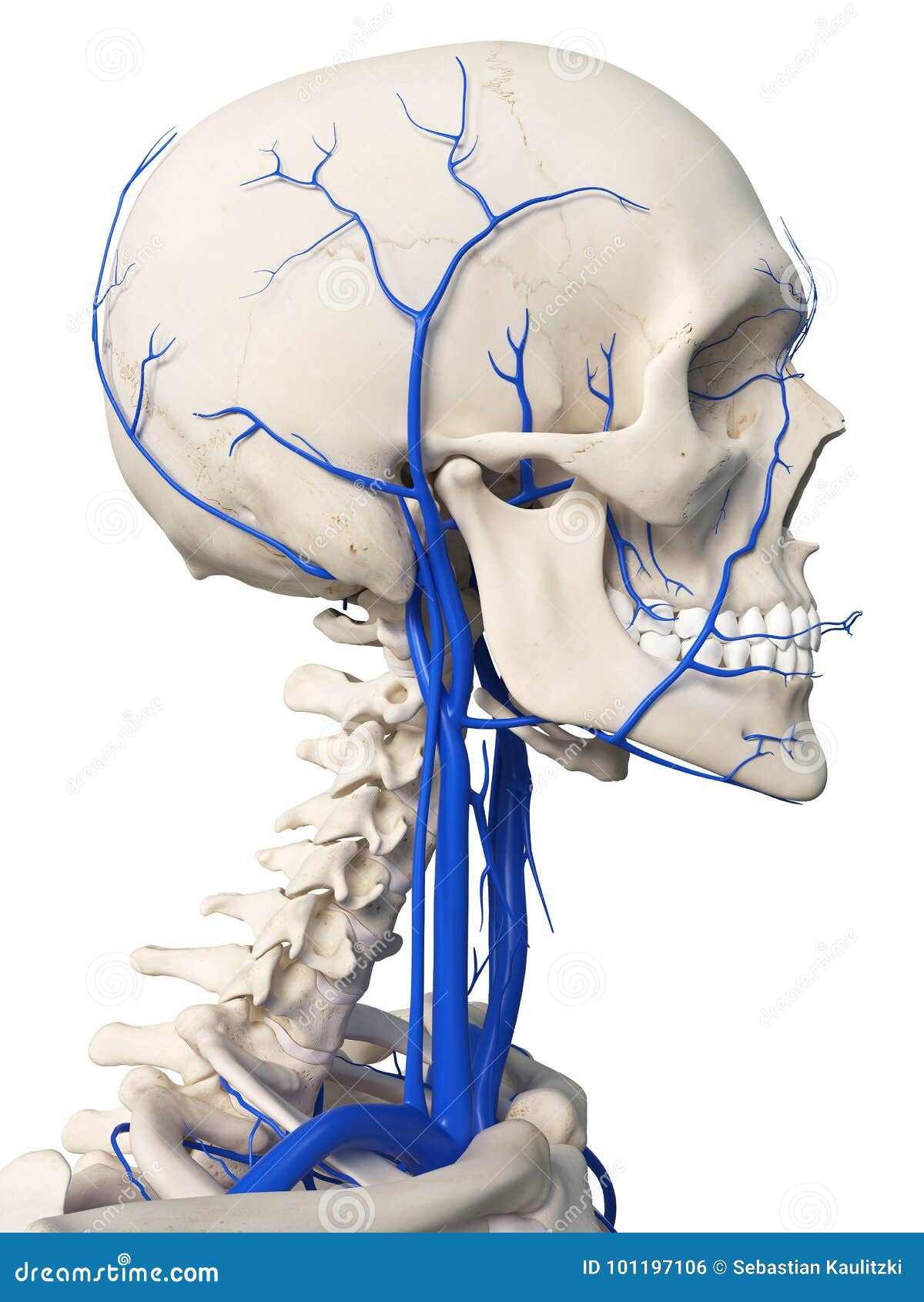 The head veins stock illustration. Illustration of white - 101197106