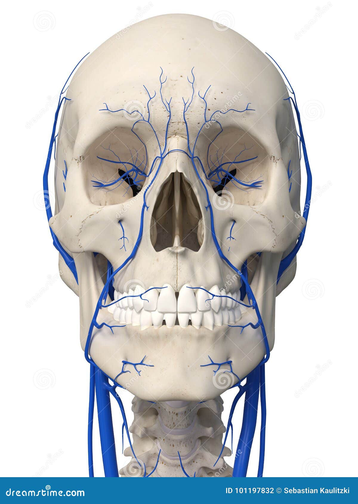 The head veins stock illustration. Illustration of skull - 101197832