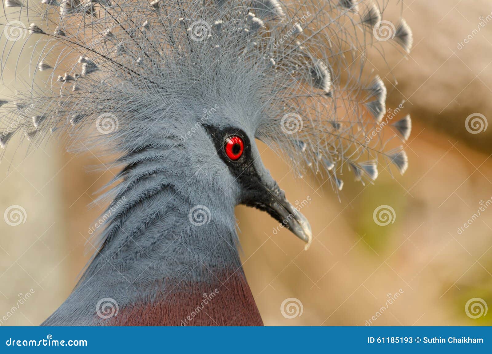 Head Victoria Crowned stock image. Image of goura, tropical - 61185193