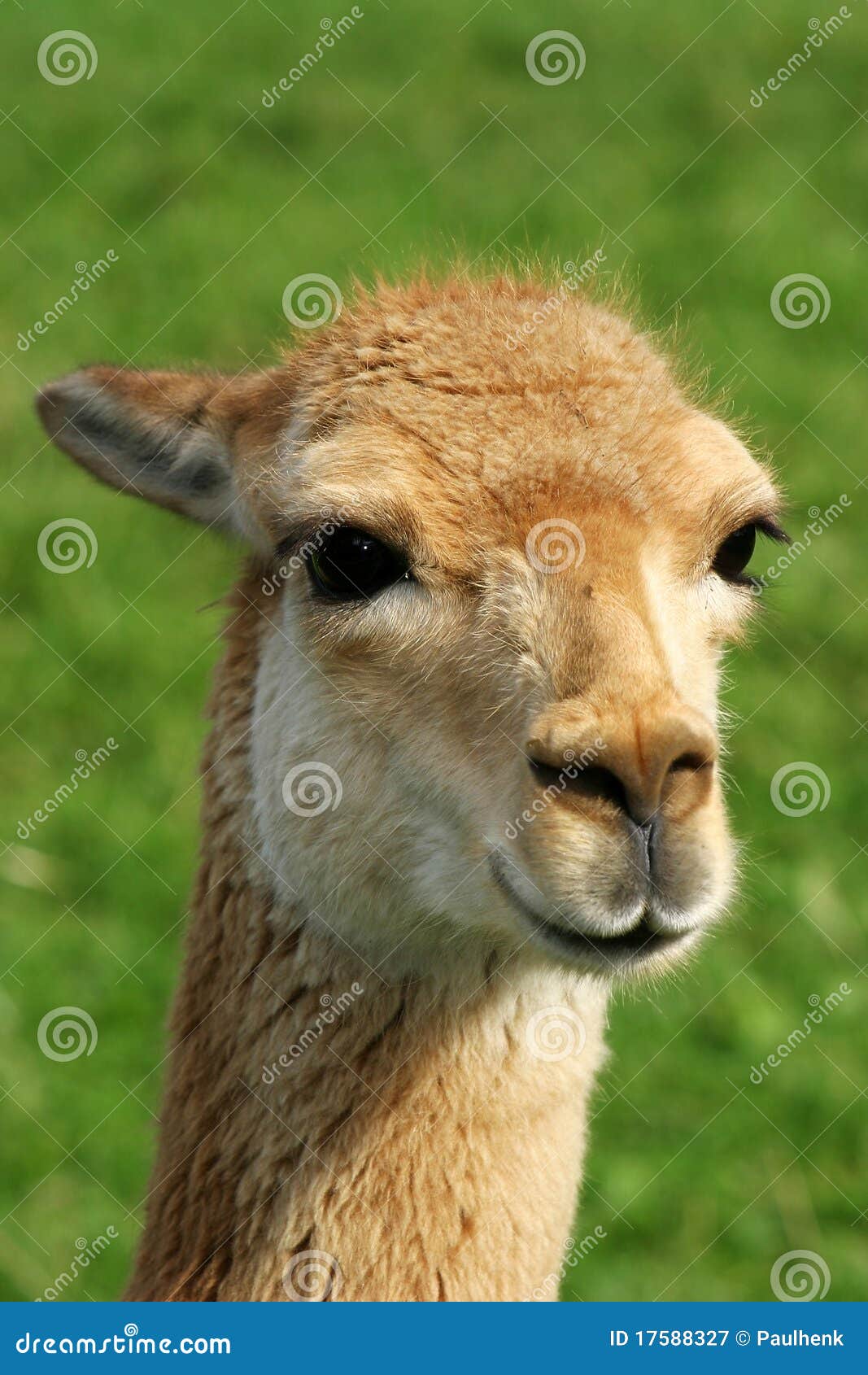 Head of a vicuna stock image. Image of wool, lama, fleece - 17588327