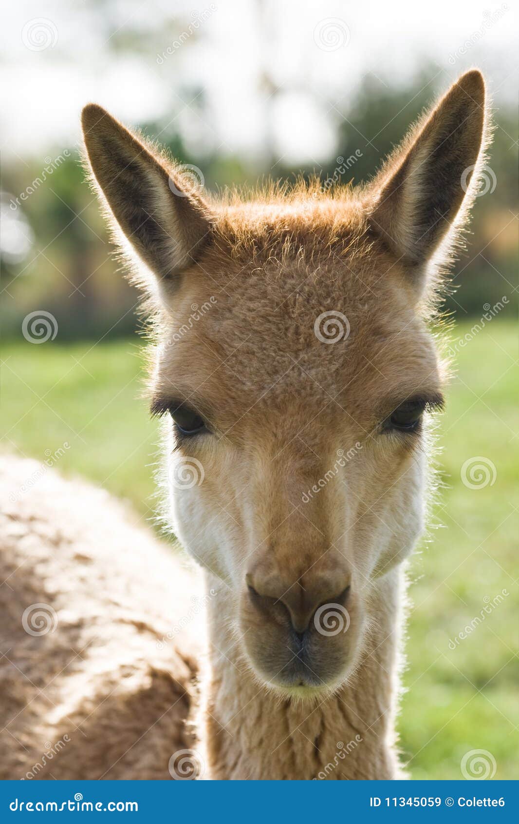 Head of Vicuna in Backlight Stock Image - Image of vicunas, mammals ...