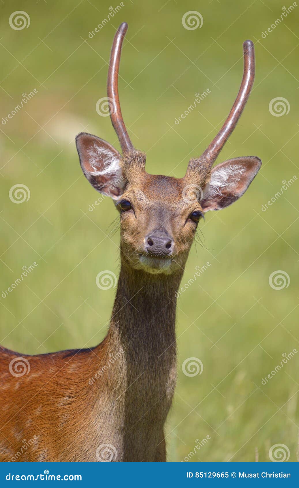 Head Vietnamese sika deer stock image. Image of nature - 85129665