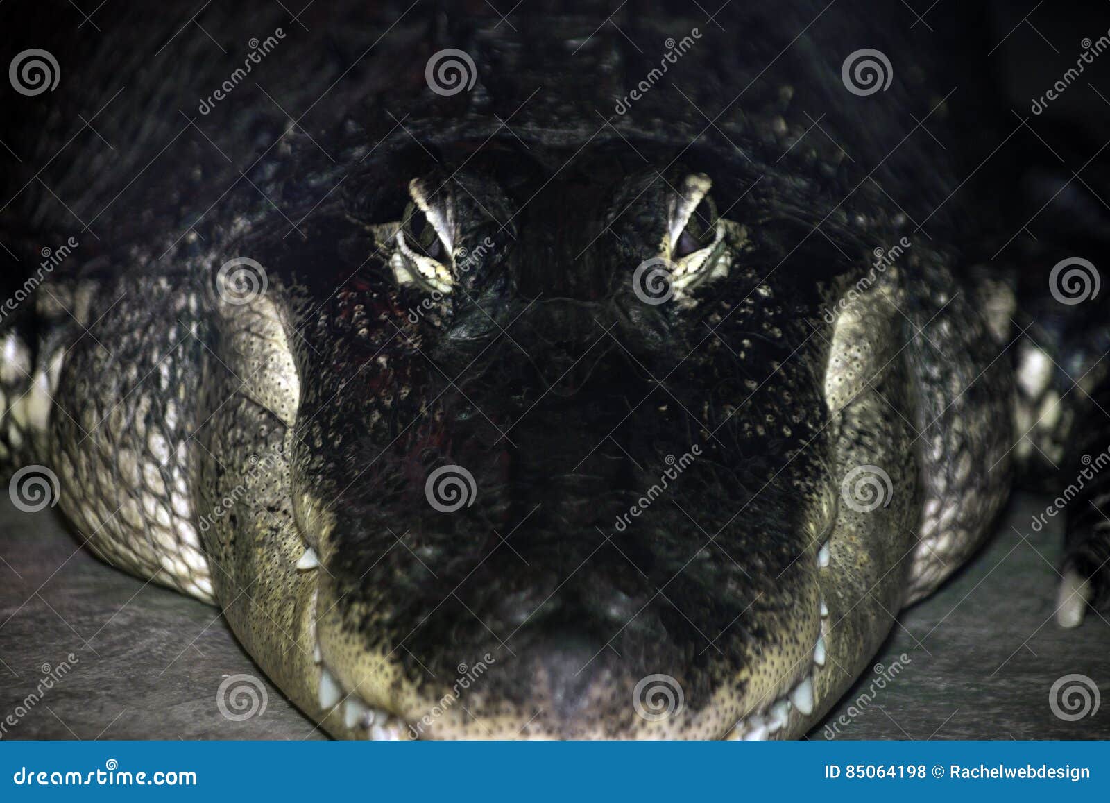 Head on View of Menacing Alligator Face Stock Photo - Image of species ...