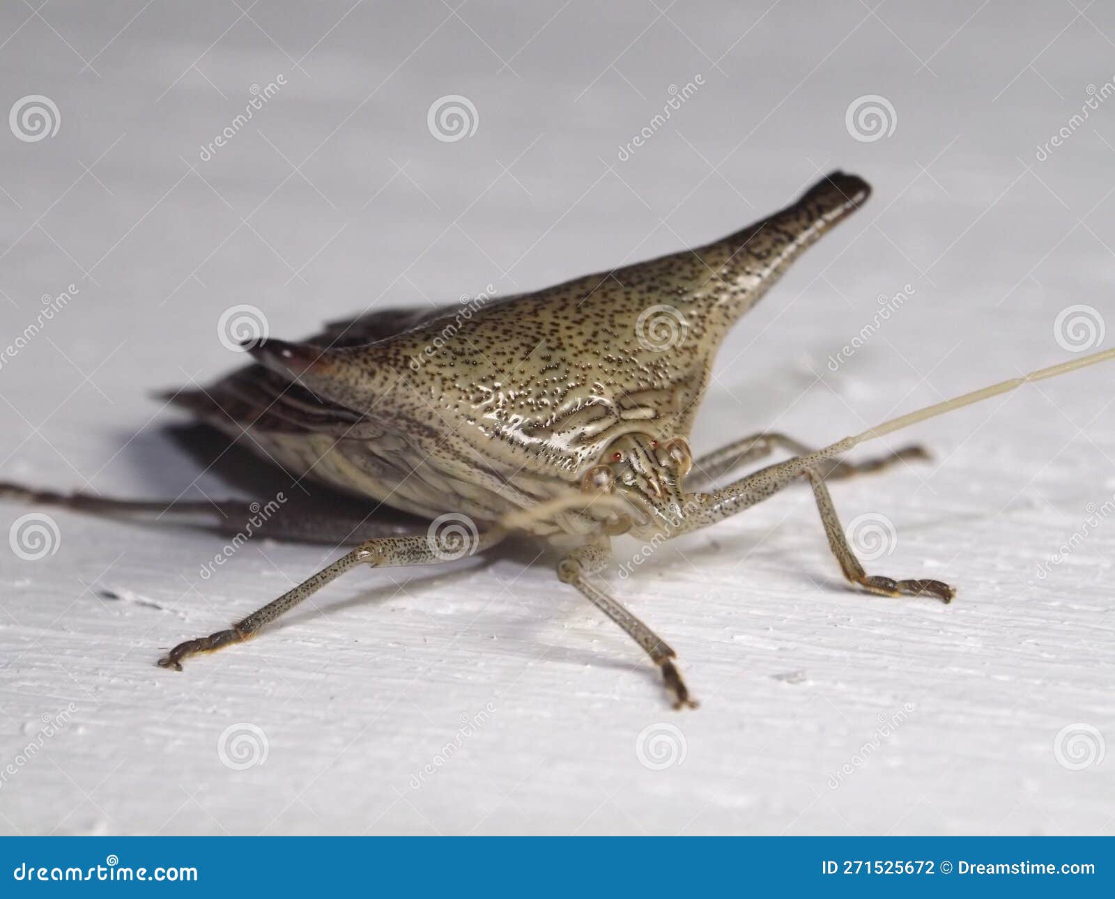 Head View of a Silver and Grey Shield Bug (Family Acanthosomatidae ...