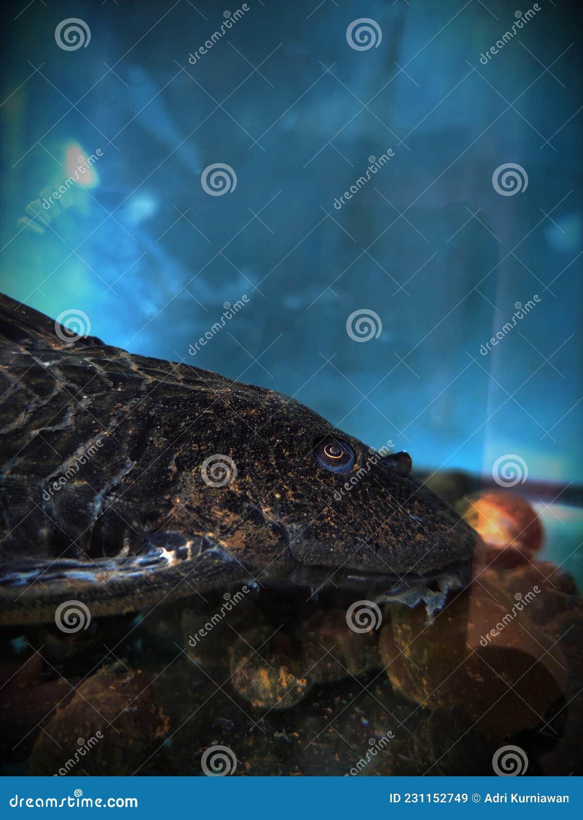 Head View Suckermout Catfish Stock Image - Image of reptile, amphibian ...
