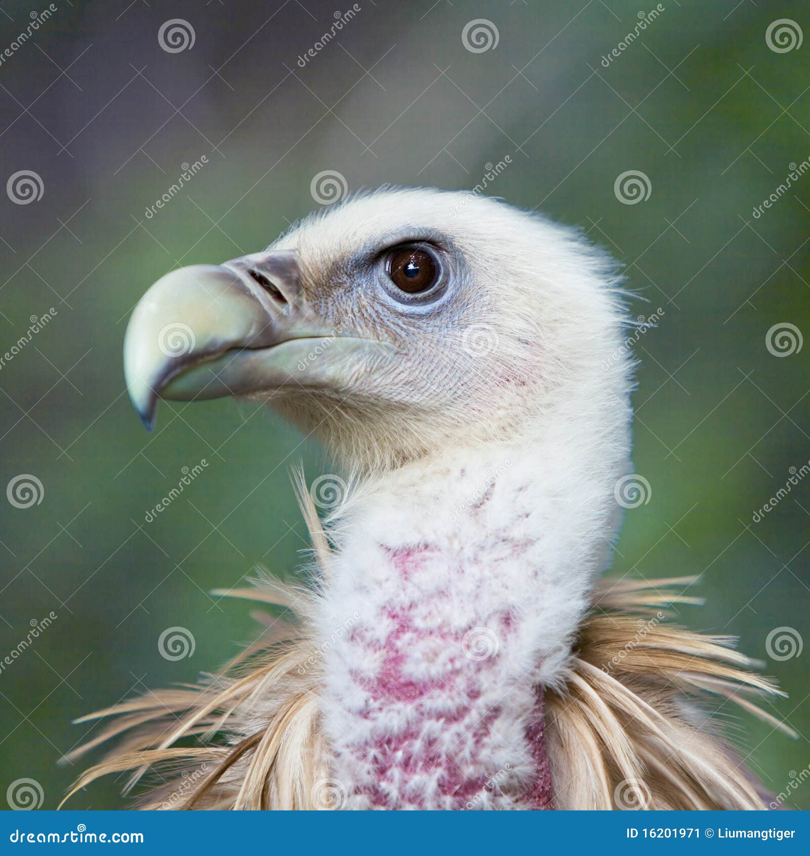 Head of vulture stock image. Image of vulture, carrion - 16201971