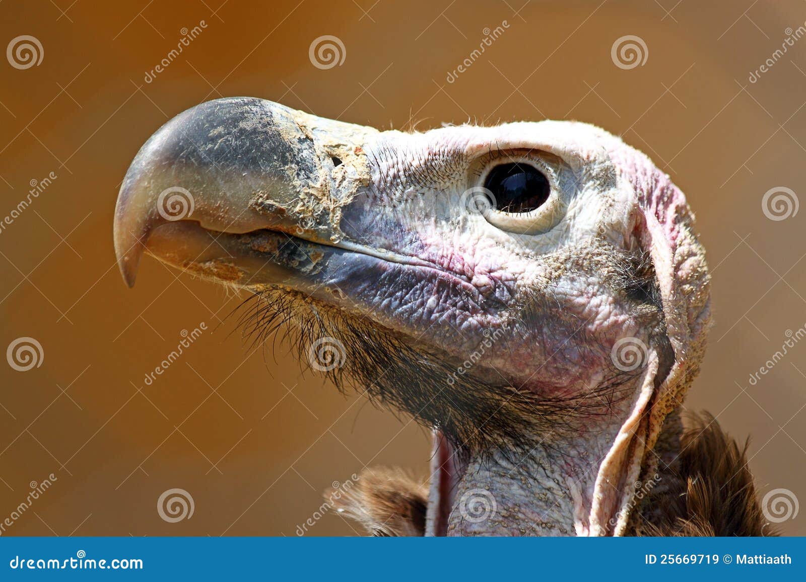 Head of vulture stock image. Image of ugly, vulture, head - 25669719
