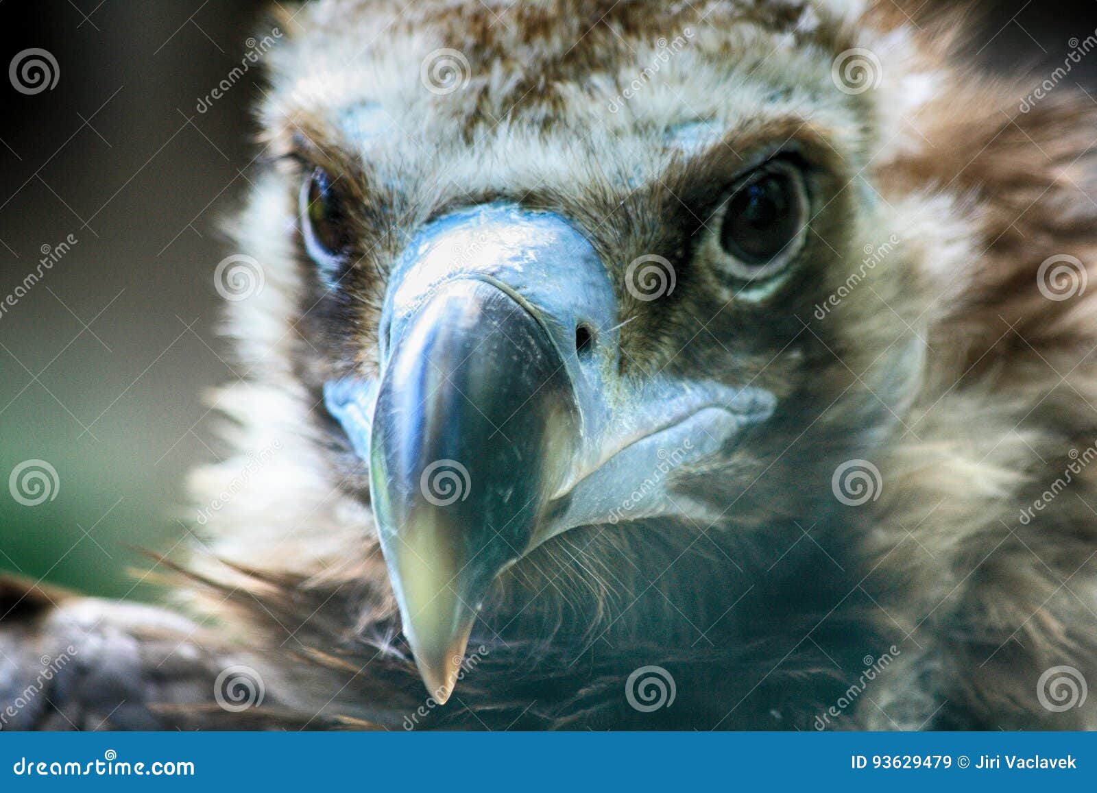 Head of vulture stock image. Image of predator, raptor - 93629479