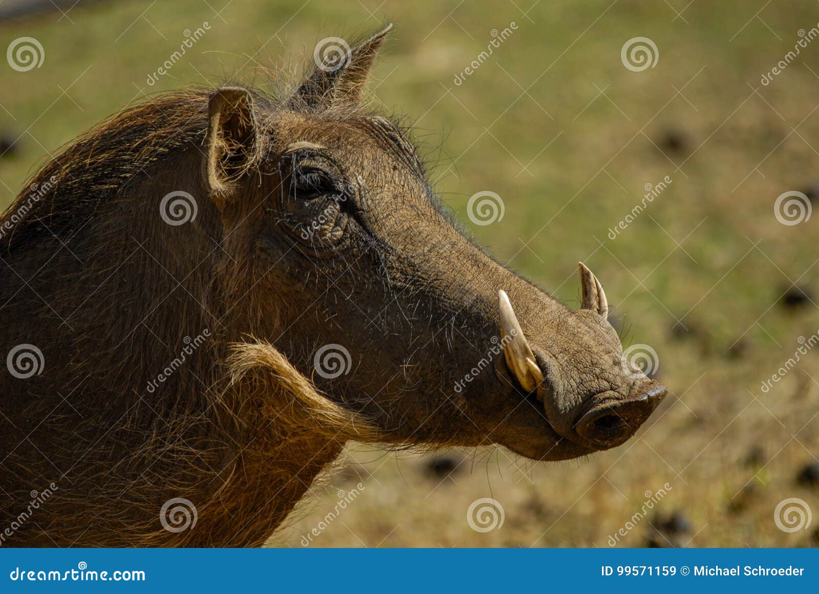 Head of a warthog stock image. Image of warthog, dramatic - 99571159