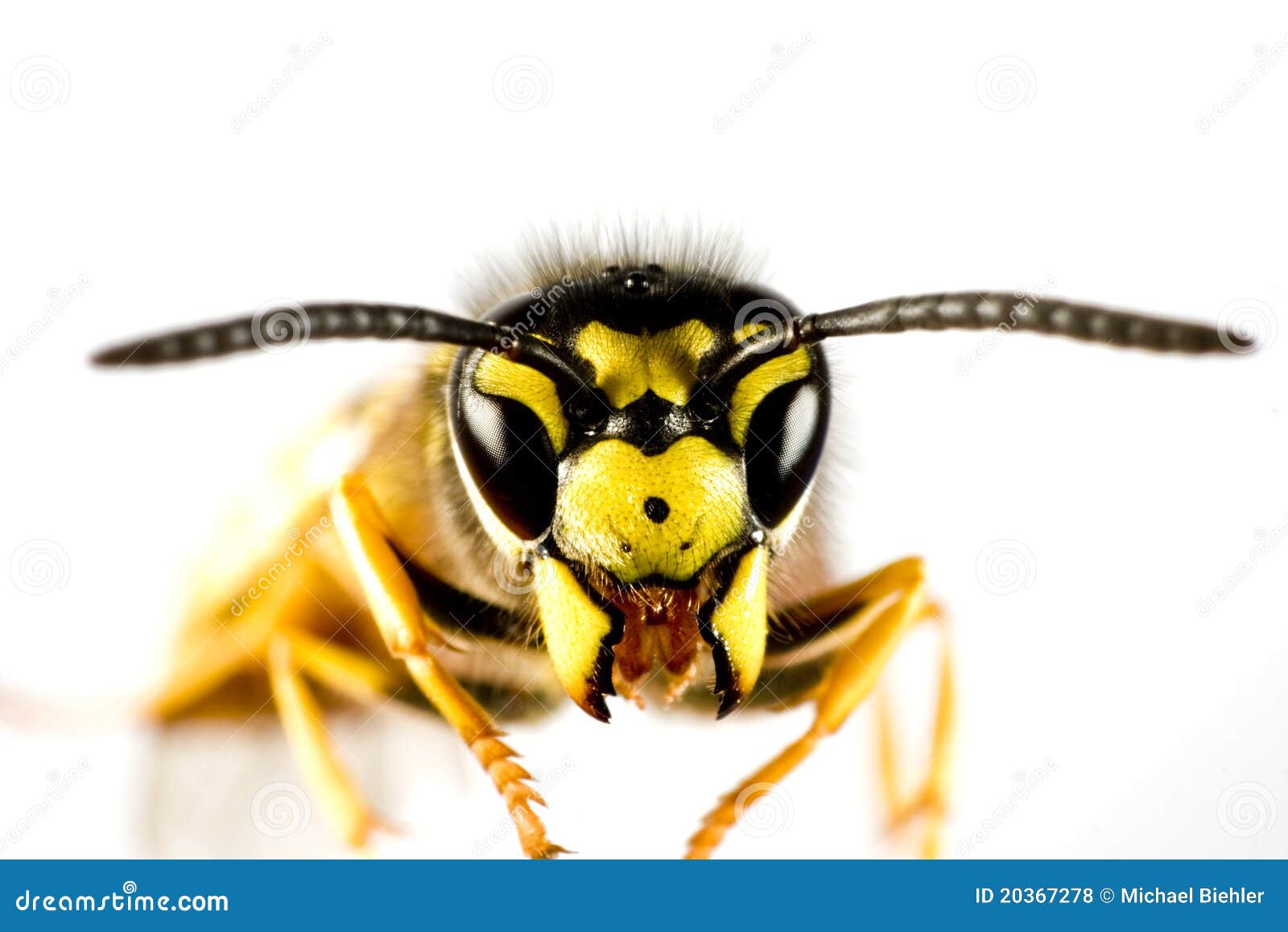 Head of Wasp in White Background Stock Photo - Image of white, honey ...