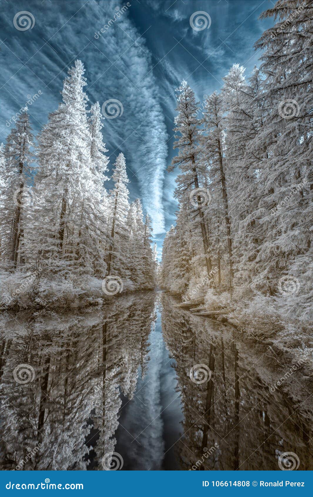 Heading between the trees stock photo. Image of clouds - 106614808
