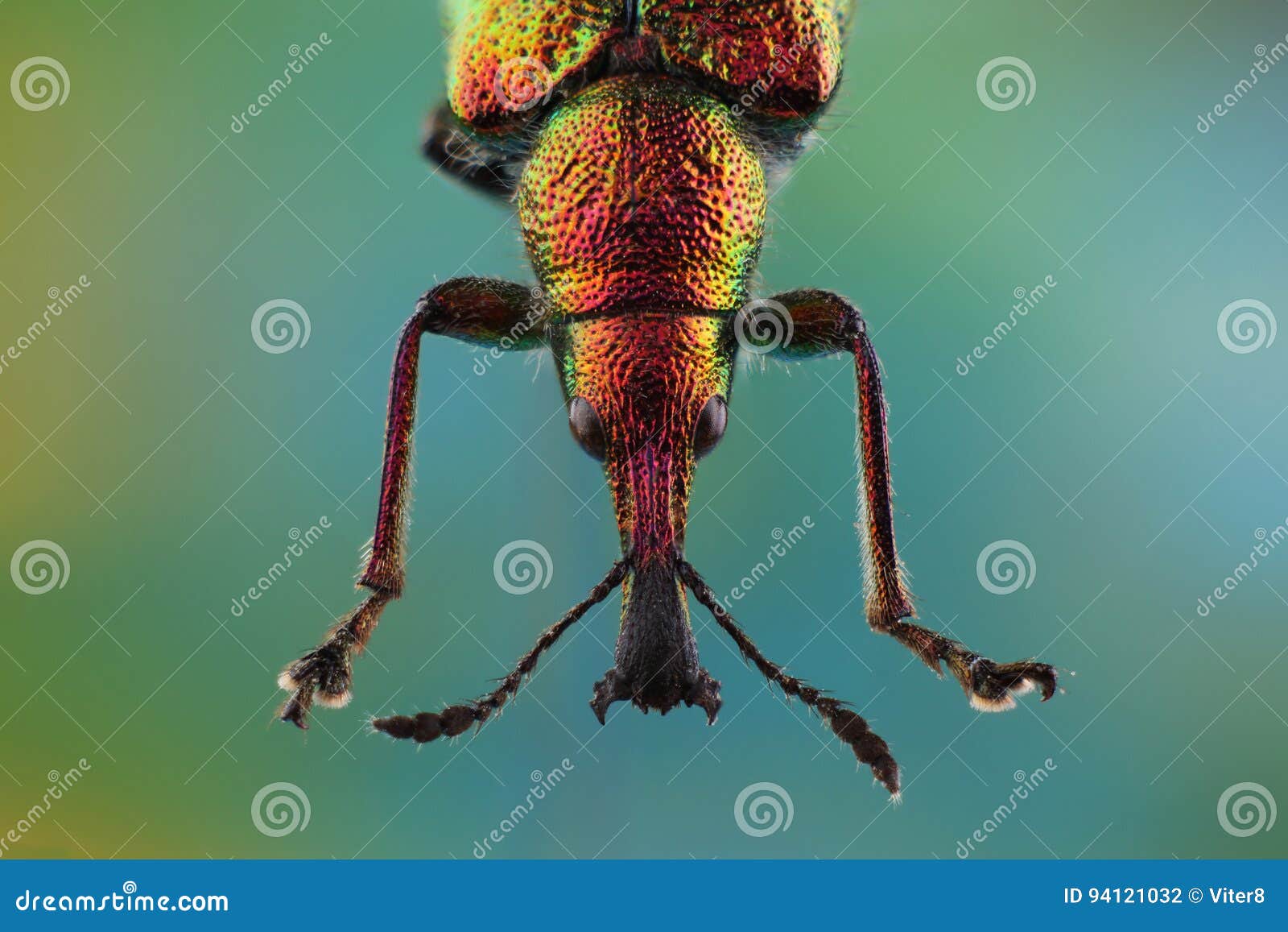 Head of Weevil Rhynchites Bacchus Stock Photo - Image of beetle, macro ...