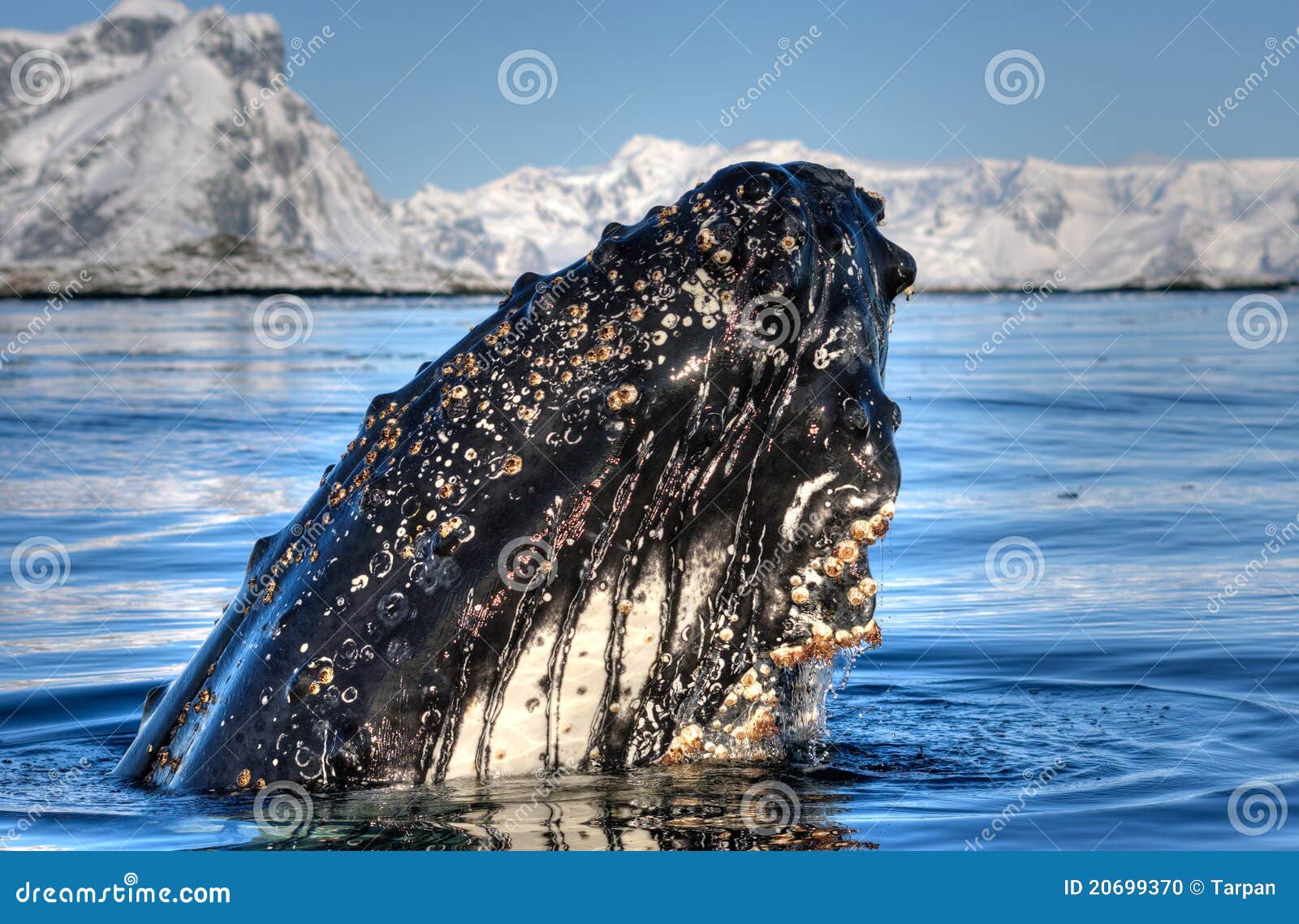 Head whale stock photo. Image of island, sailing, pole - 20699370