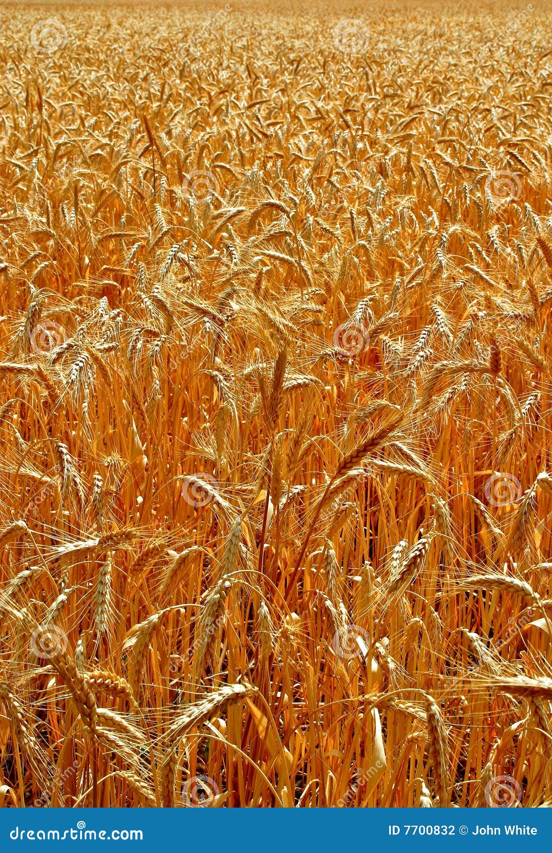 Head of wheat stock photo. Image of grow, country, vitamins - 7700832