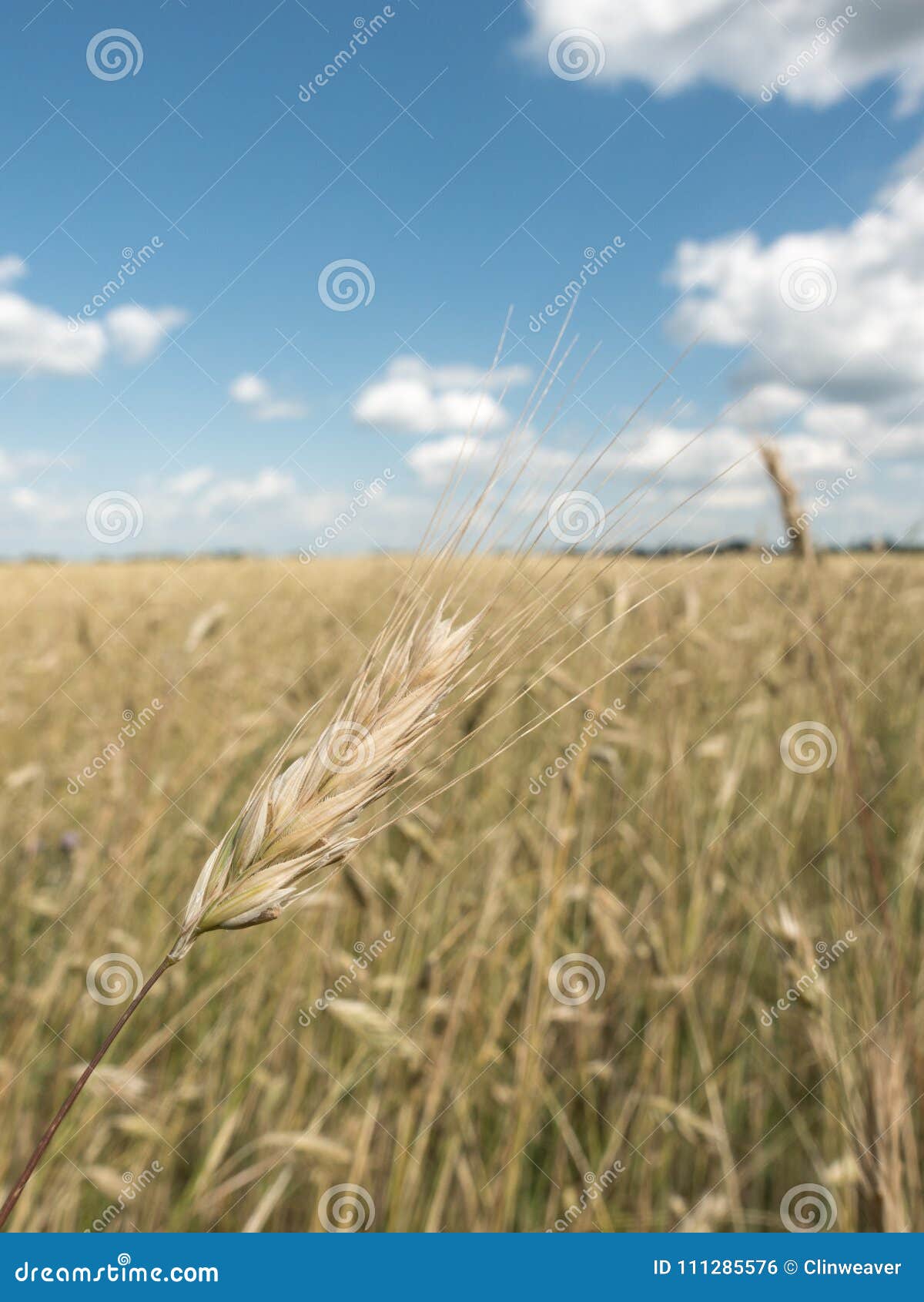 Head Wheat Stock Images - Download 4,978 Royalty Free Photos