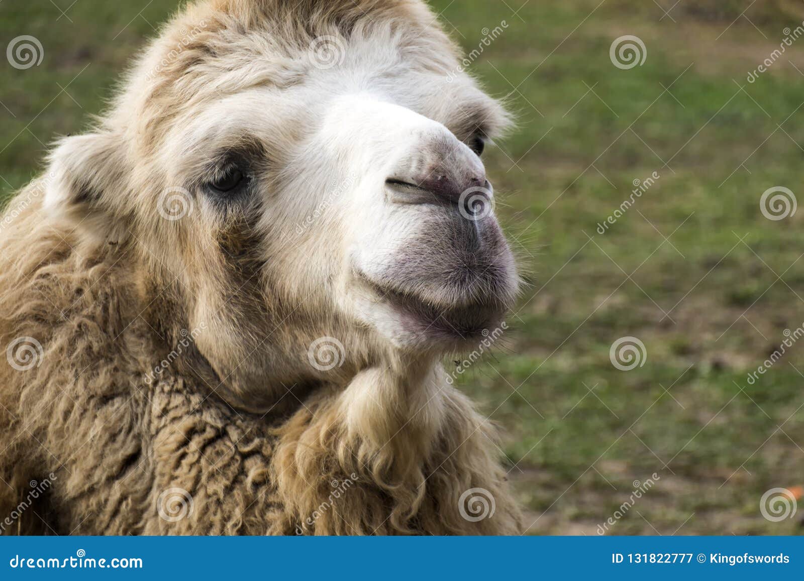 Head of White Bactrian Camel Close Up Stock Image - Image of eventoed ...