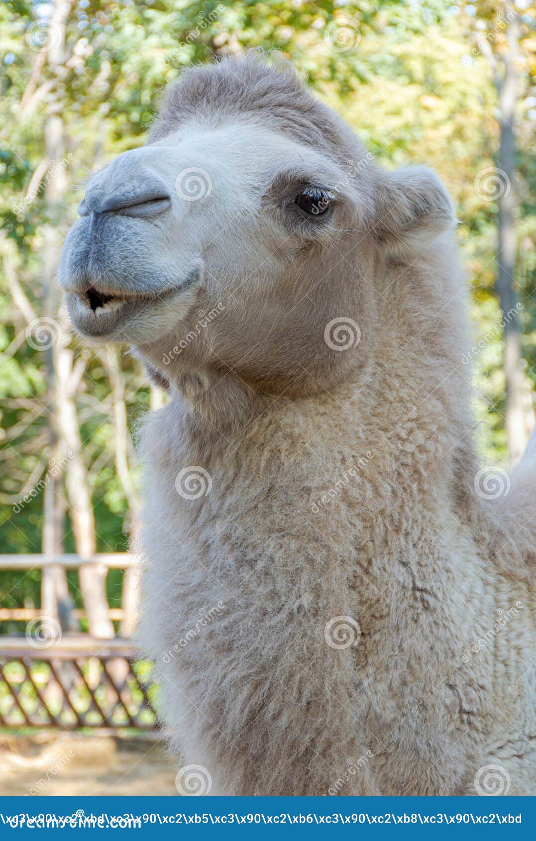 The Head of a White Bactrian Camel, or Bactrian, - the Largest ...
