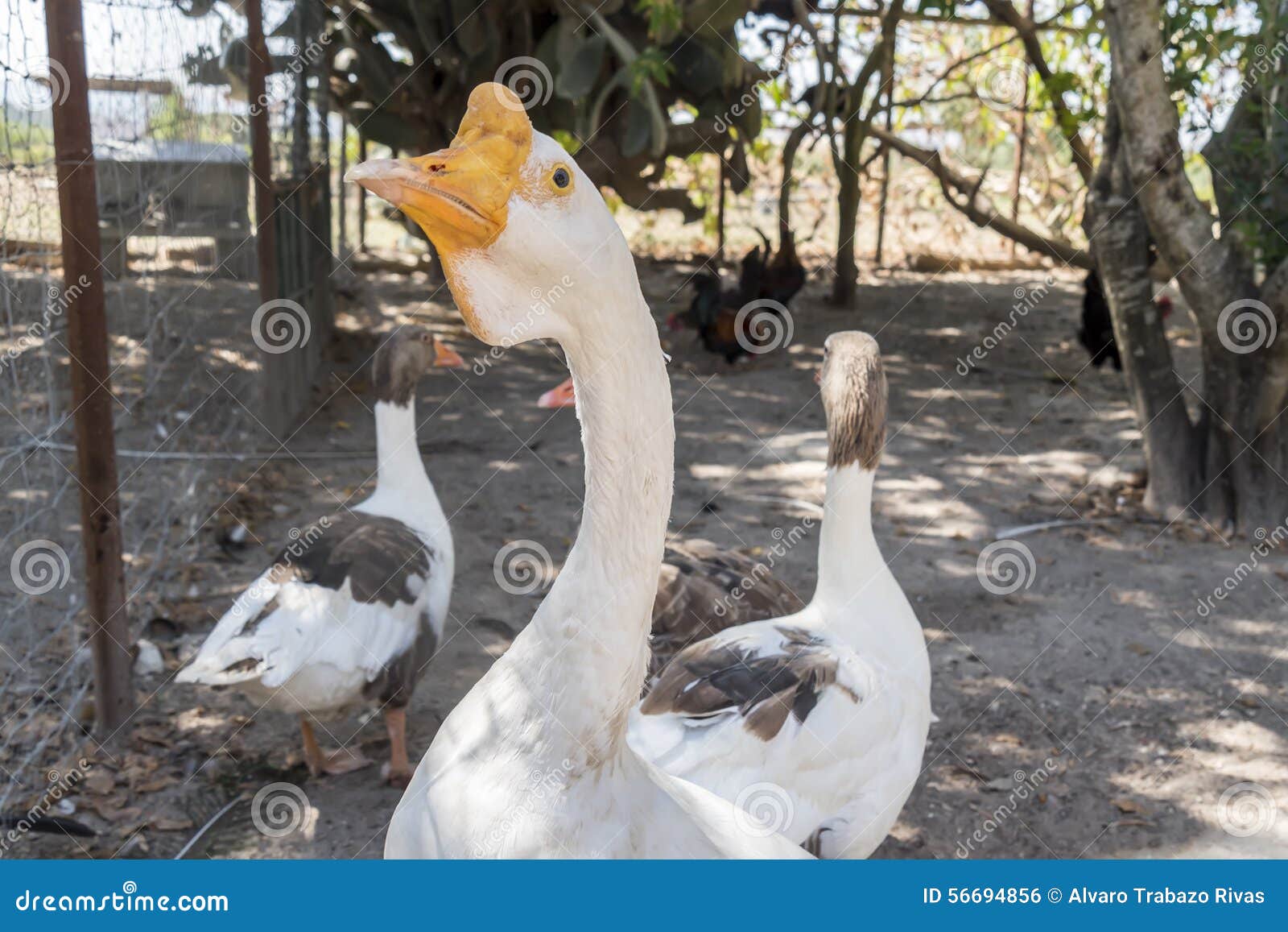 Head of a White Chinese Goose Stock Photo - Image of long, goose: 56694856