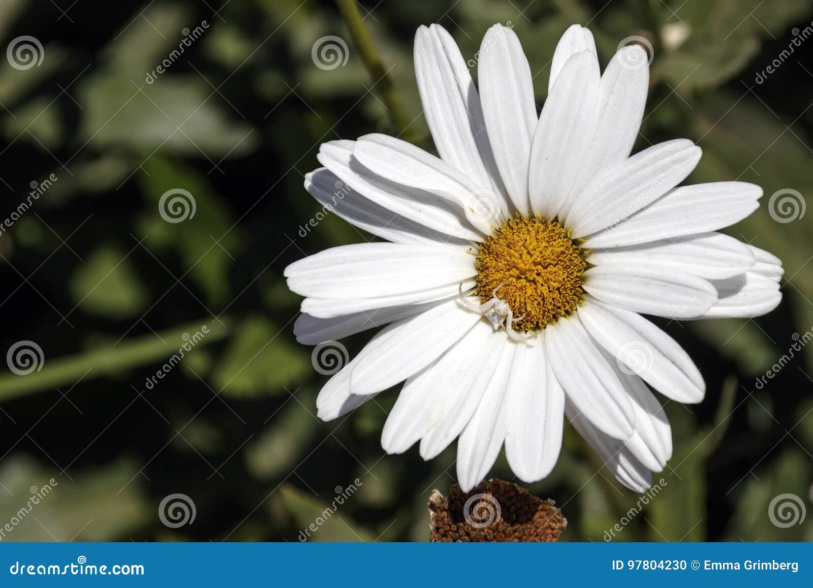 Head of White Daisy Flower with a White Spider on it Stock Photo ...
