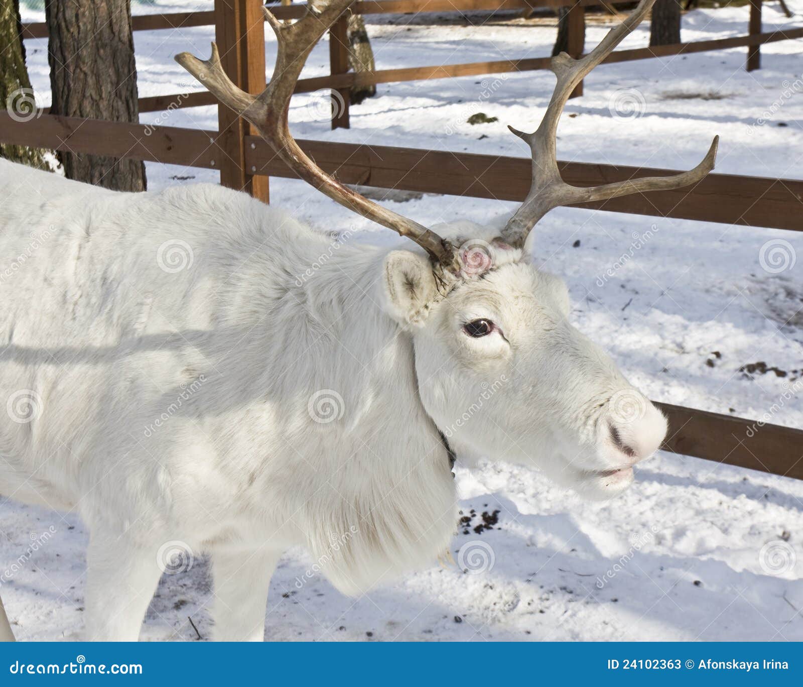 Head of white deer stock image. Image of mammal, animal - 24102363